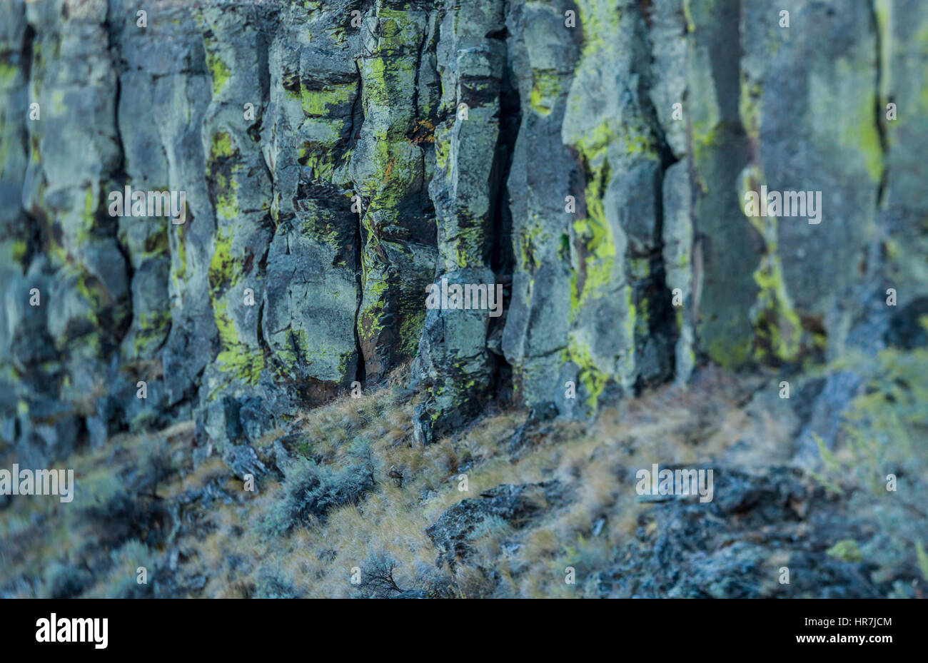 Lichen in the desert hi-res stock photography and images - Alamy