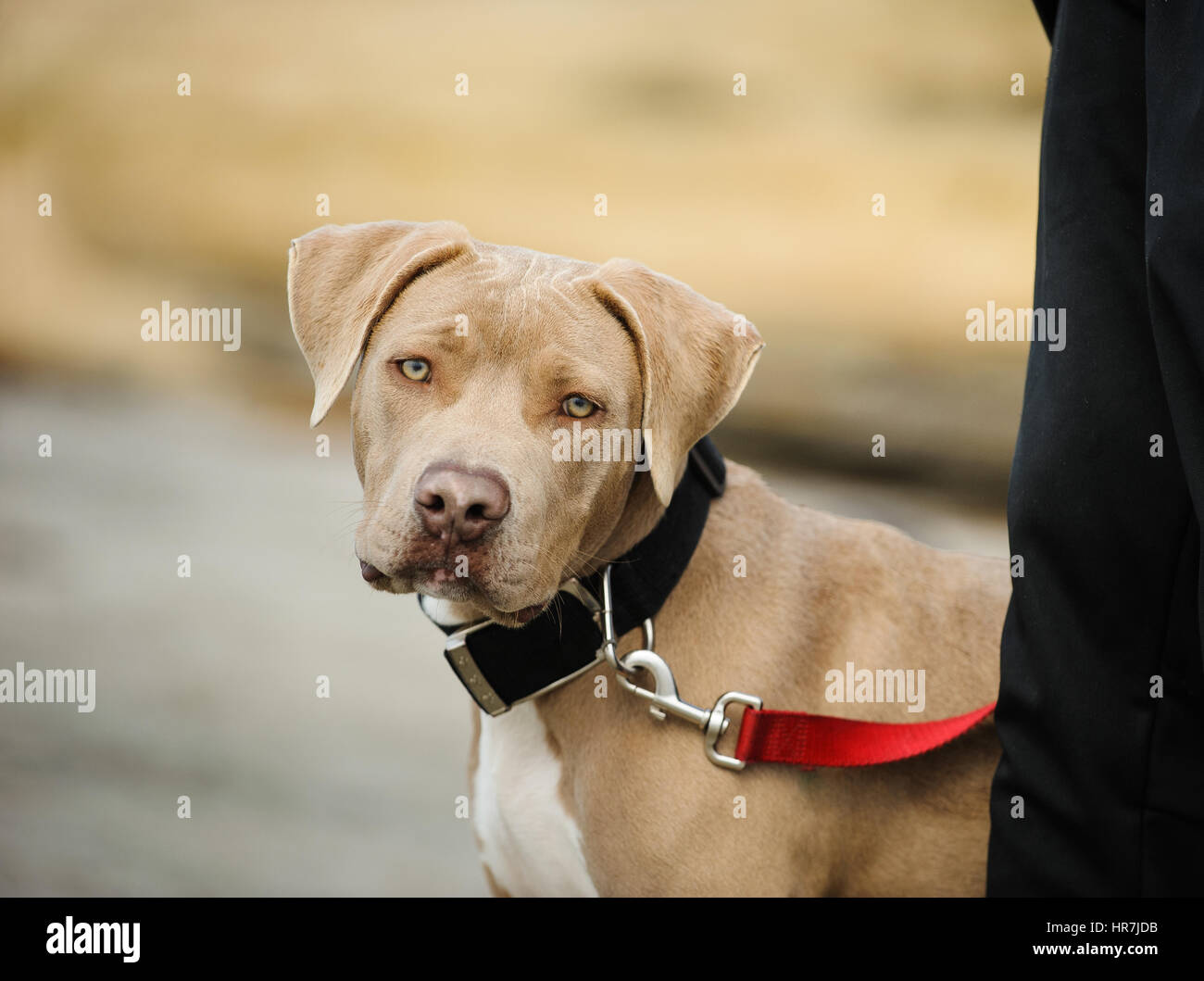 American Pit Bull Terrier Stock Photo - Alamy