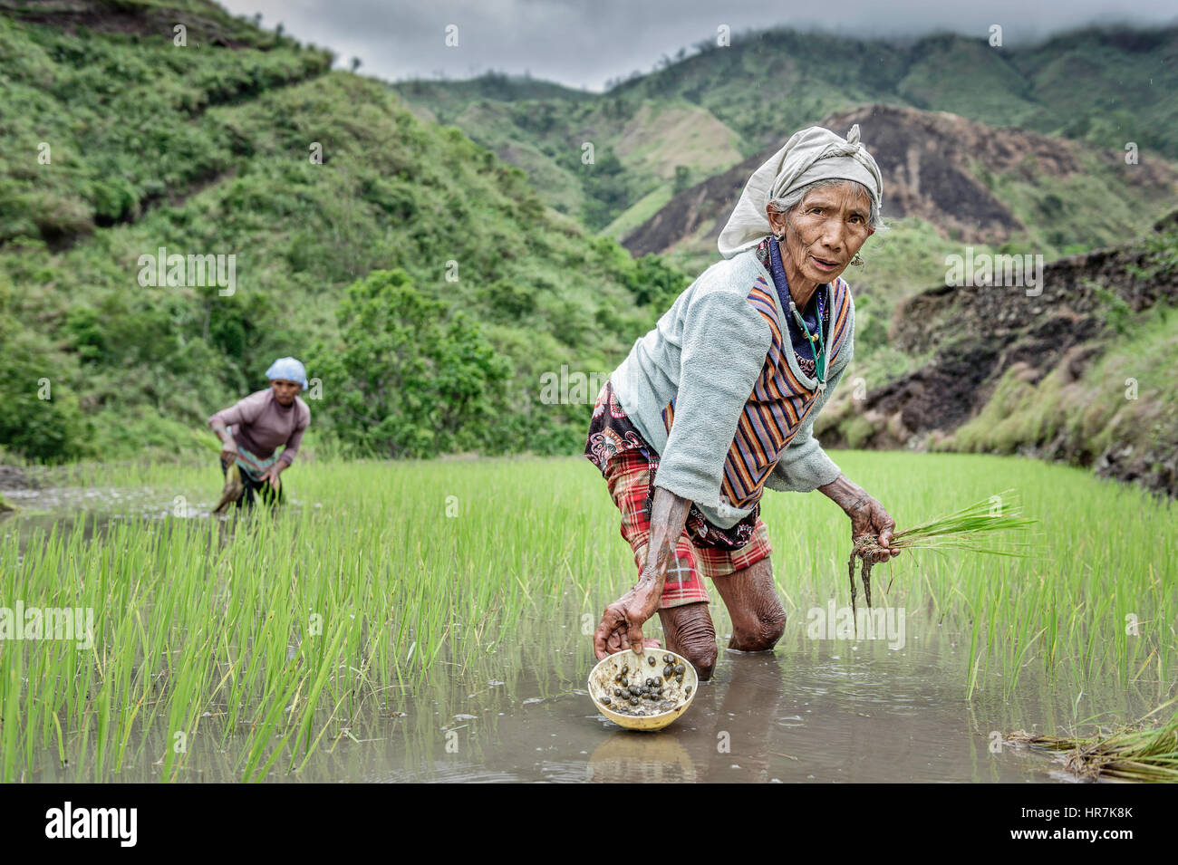 Old women planting rice with their hands in a flooded field in the ...