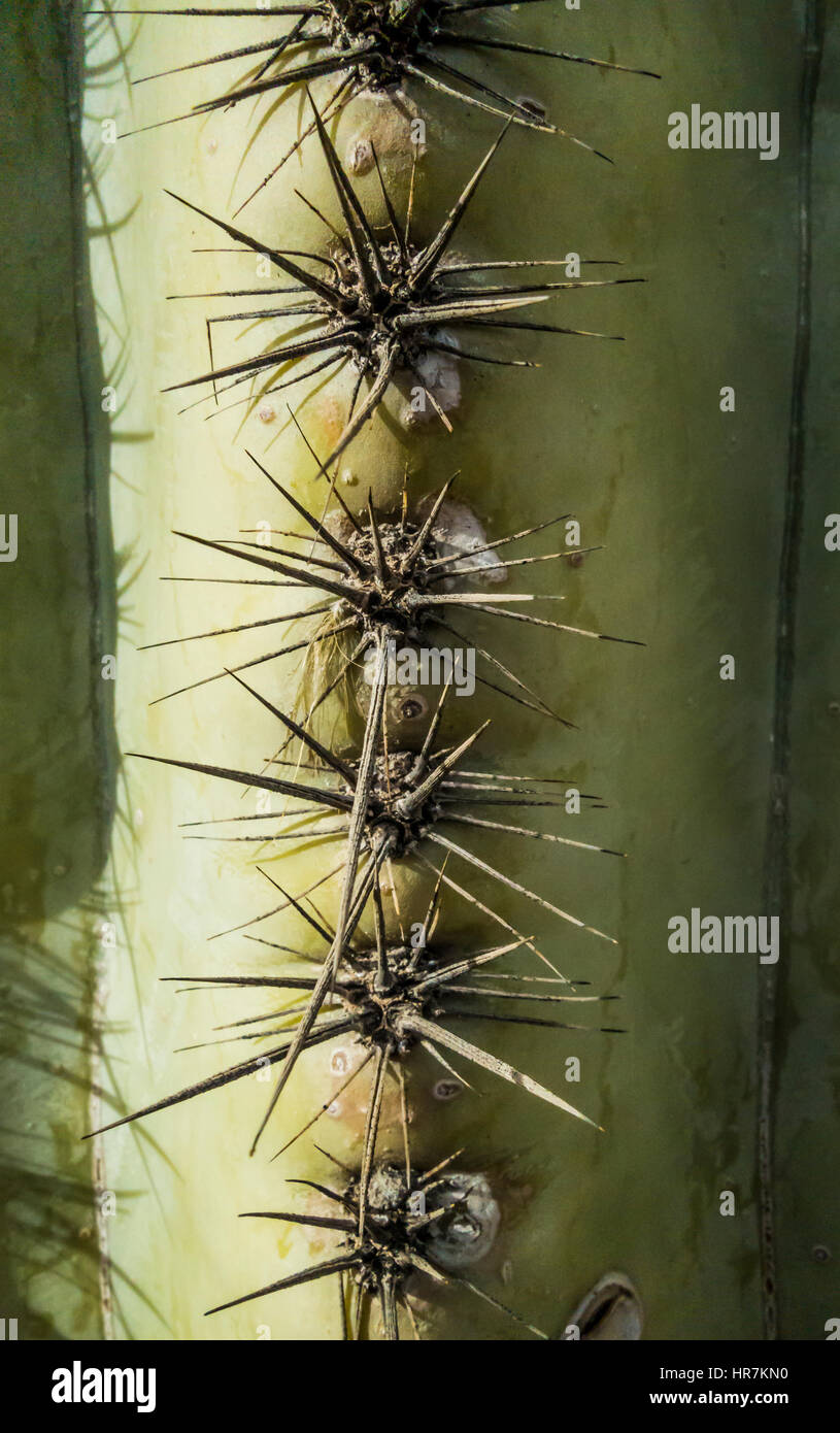 Closeup view of a Saguaro cactus Stock Photo - Alamy