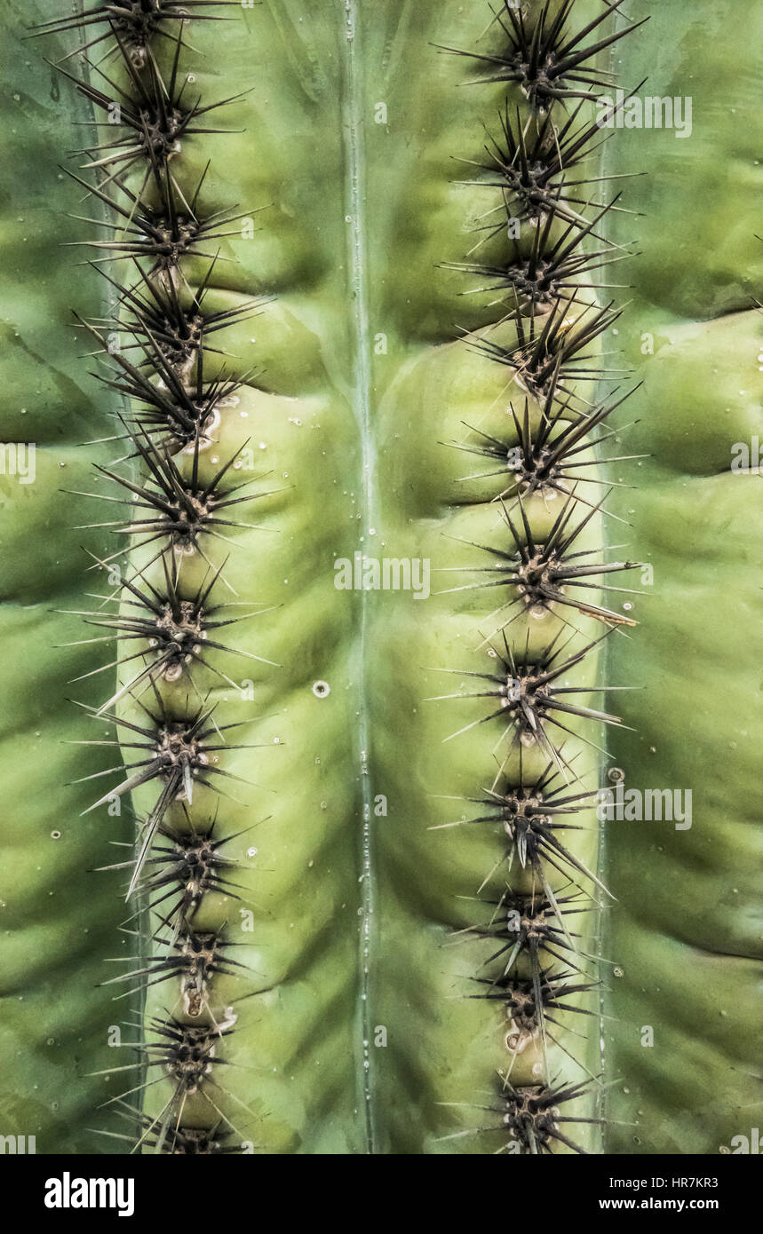 Close up detail patterns hi-res stock photography and images - Alamy