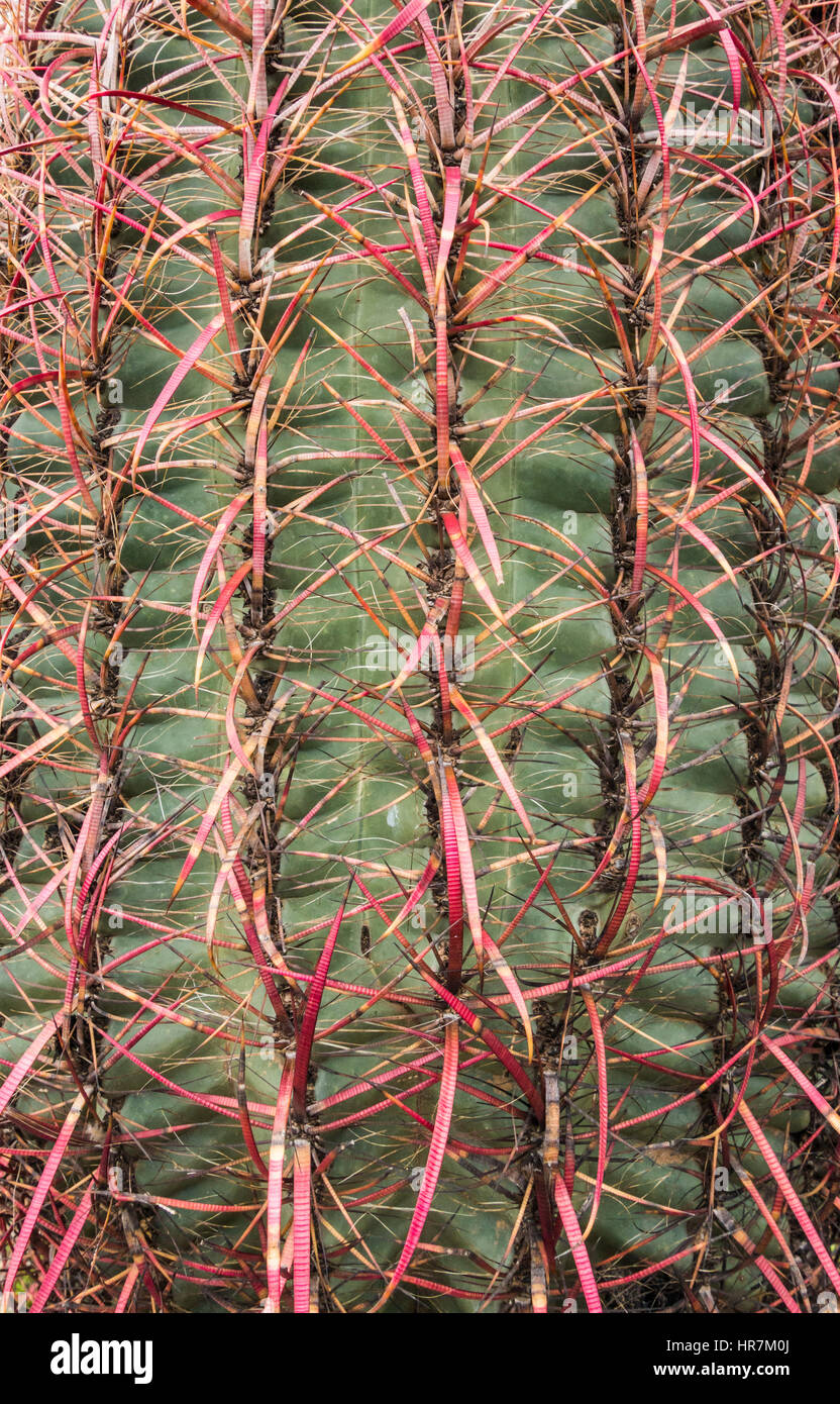 Protected cactus hi-res stock photography and images - Alamy