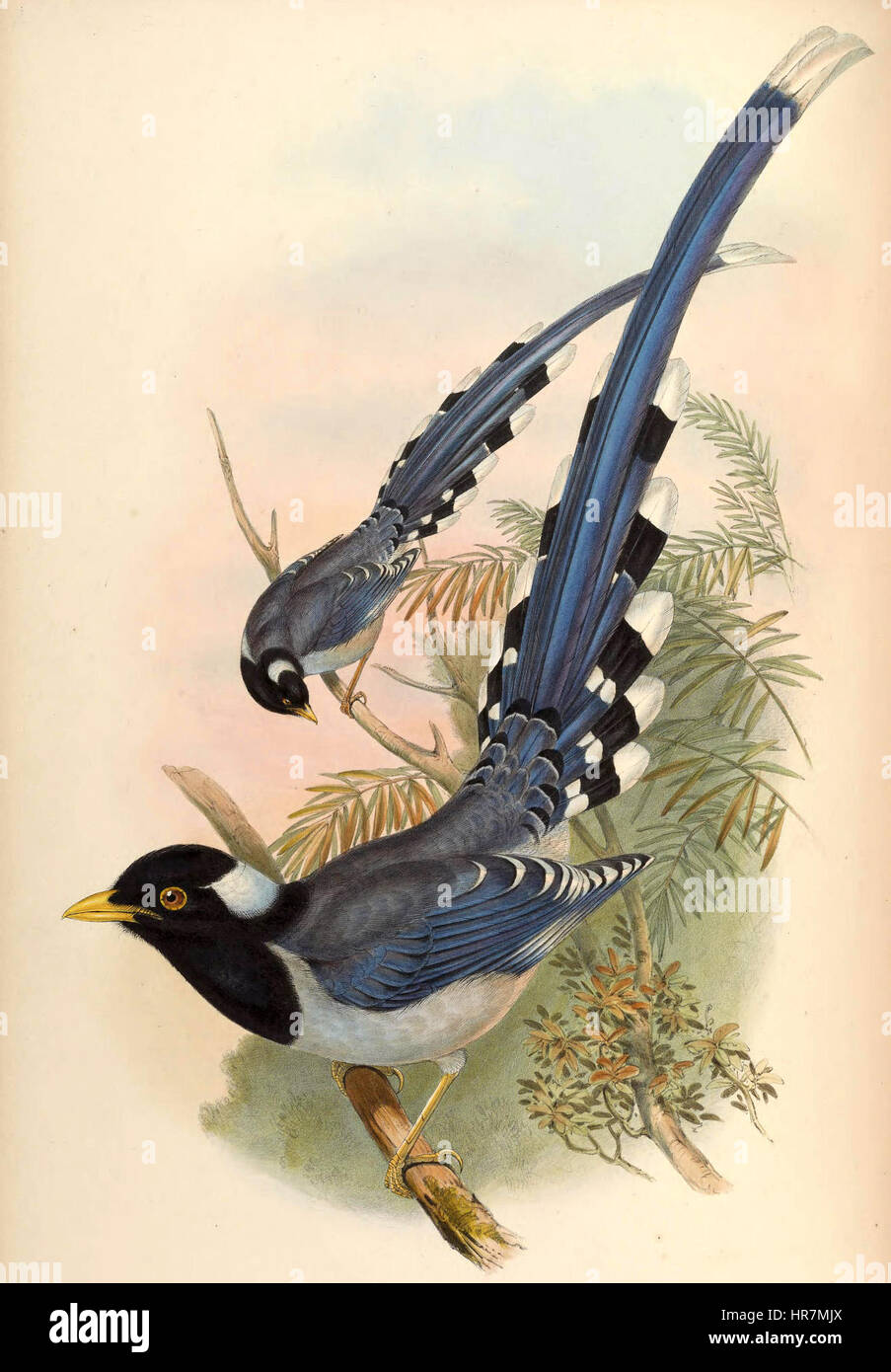 ‘Urocissa Flavirostris,’ also known as the yellow-billed blue magpie ...