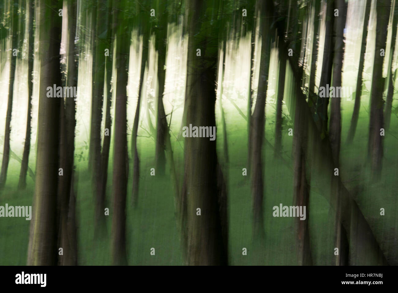 Abstract blurred trees in a forest Stock Photo - Alamy