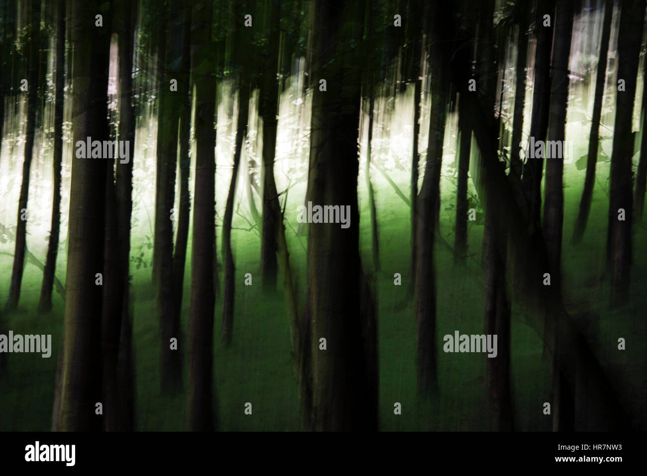 Abstract blurred trees in a forest Stock Photo - Alamy