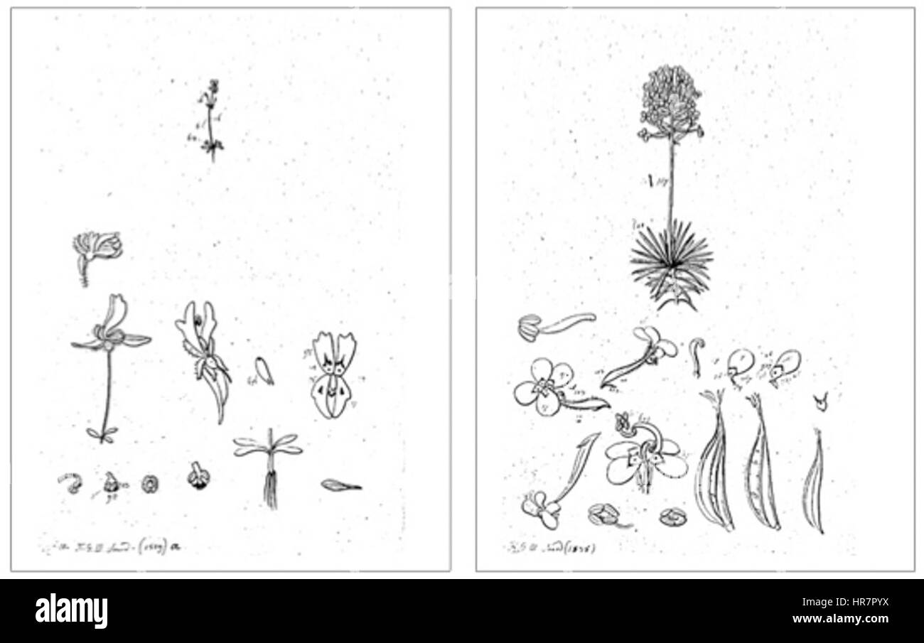 Stylidium refers to a genus of flowering plants known for their unique ...