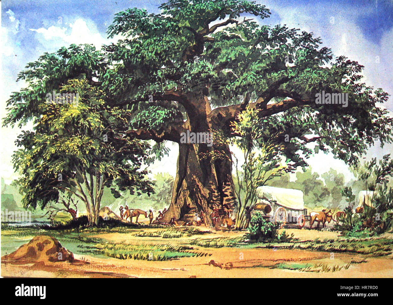 Thomas baines painting hi-res stock photography and images - Alamy