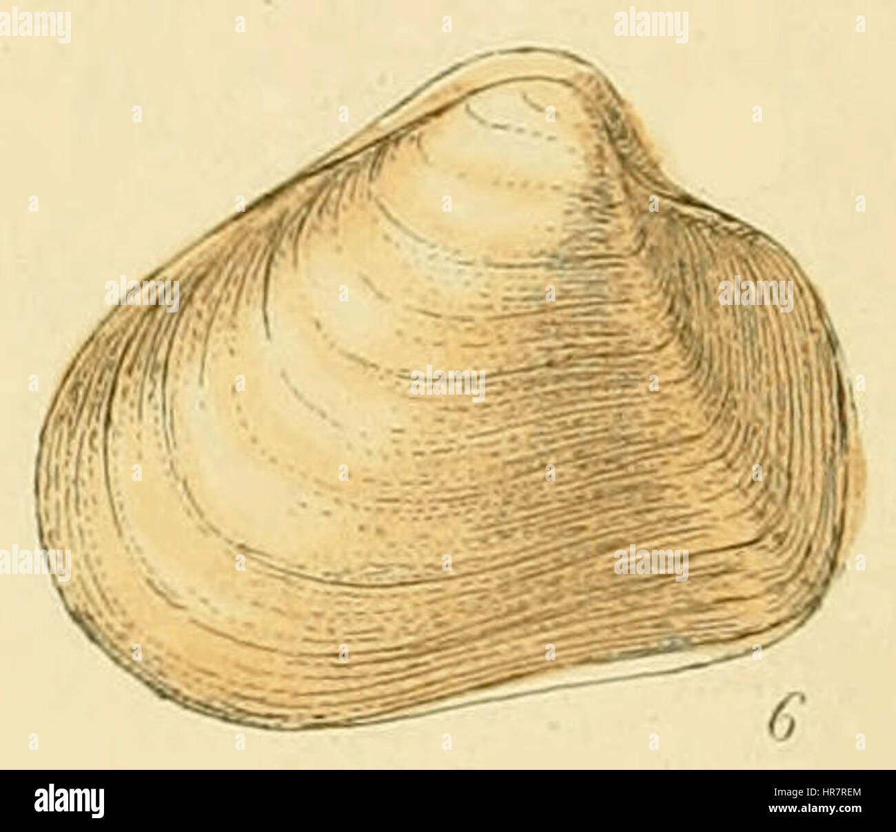 Thracia hi-res stock photography and images - Alamy