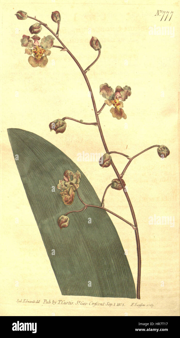 Trichocentrum undulatum, once classified as Epidendrum undulatum, is an ...