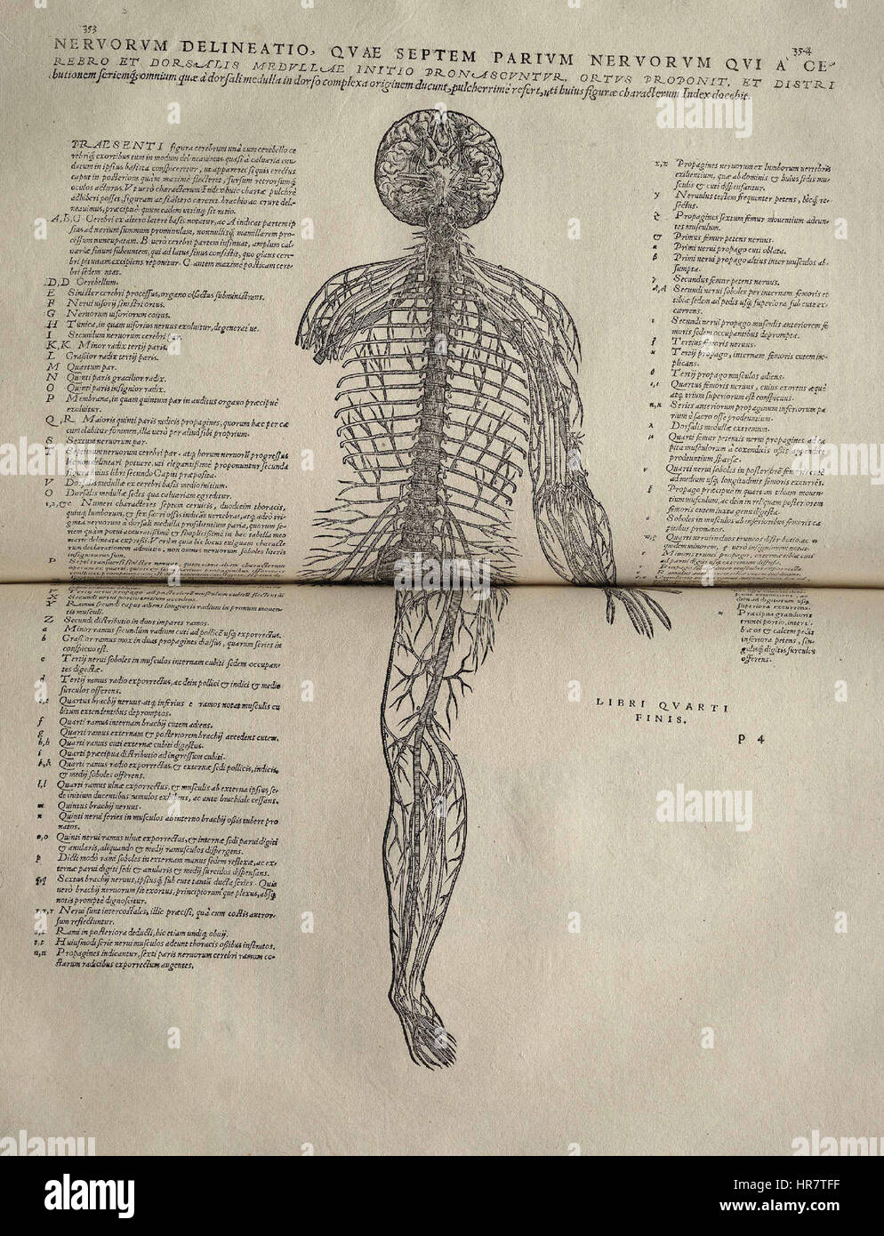 Pages 353-354 from Andreas Vesalius’ 'Fabrica', a foundational text in ...