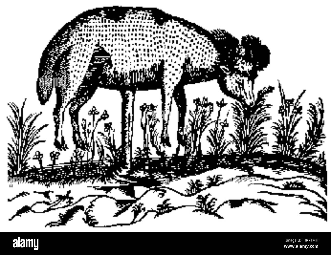 Vegetable lamb of tartary Stock Photo - Alamy