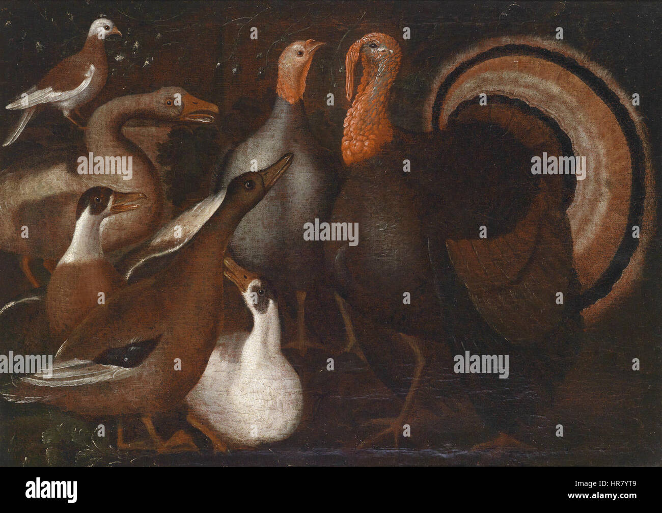 Turkeys ducks and dove (Genoa 17 ct Stock Photo - Alamy