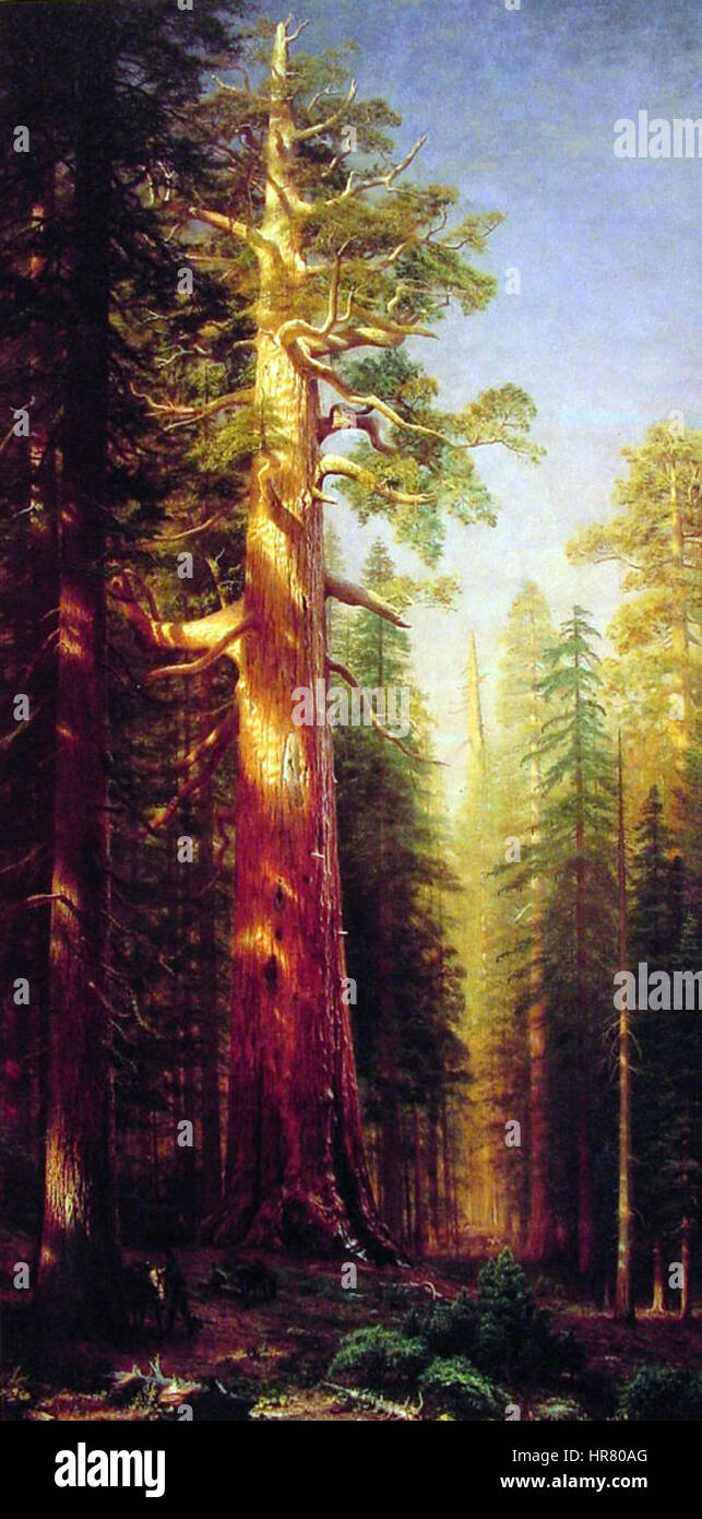 The Great Trees Stock Photo - Alamy