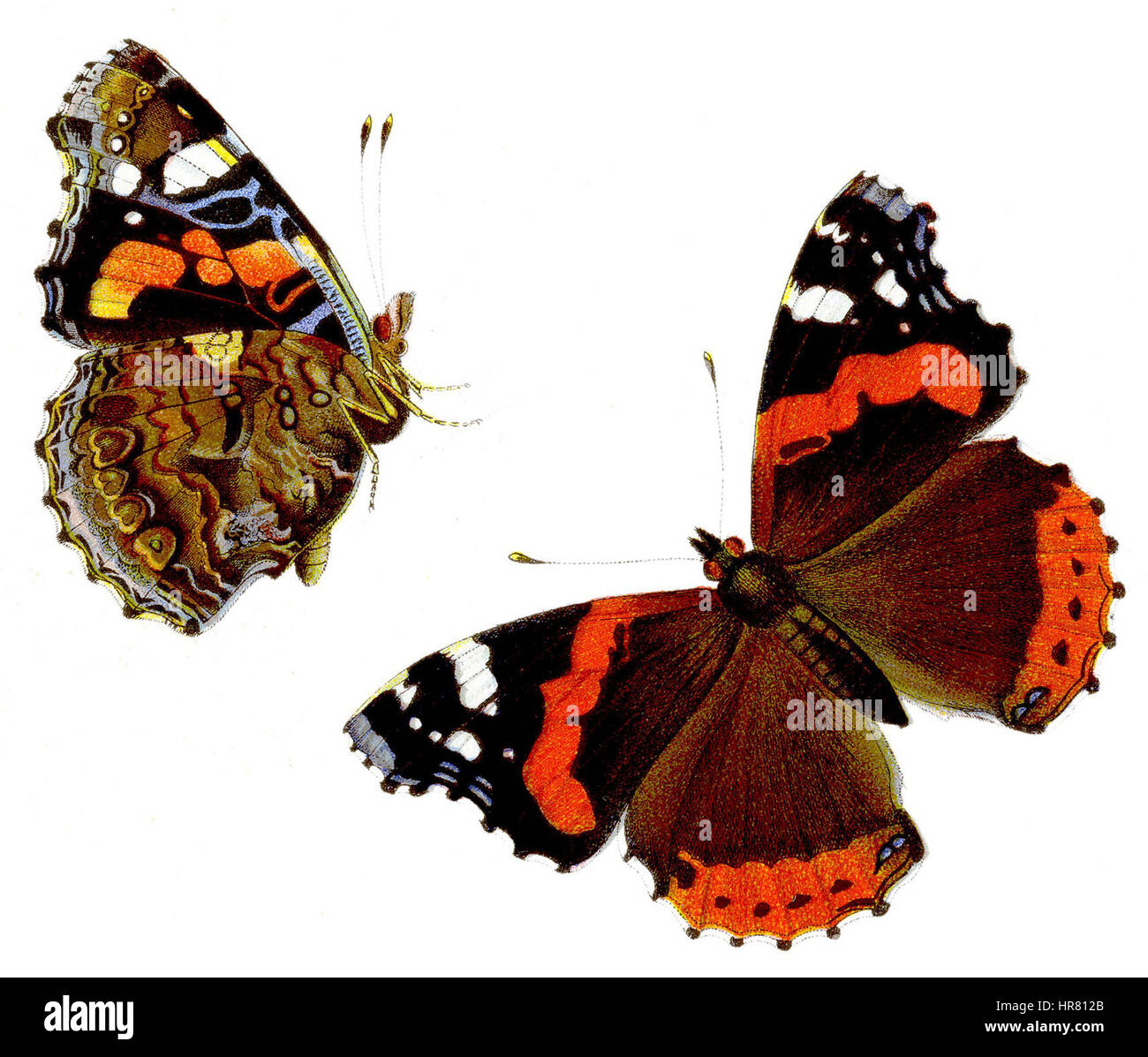 Admiral white Cut Out Stock Images & Pictures - Alamy