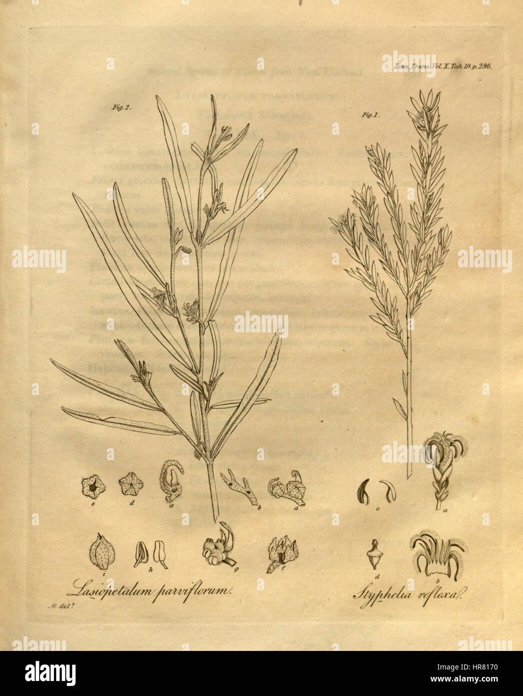 Linnean classification system hi-res stock photography and images - Alamy