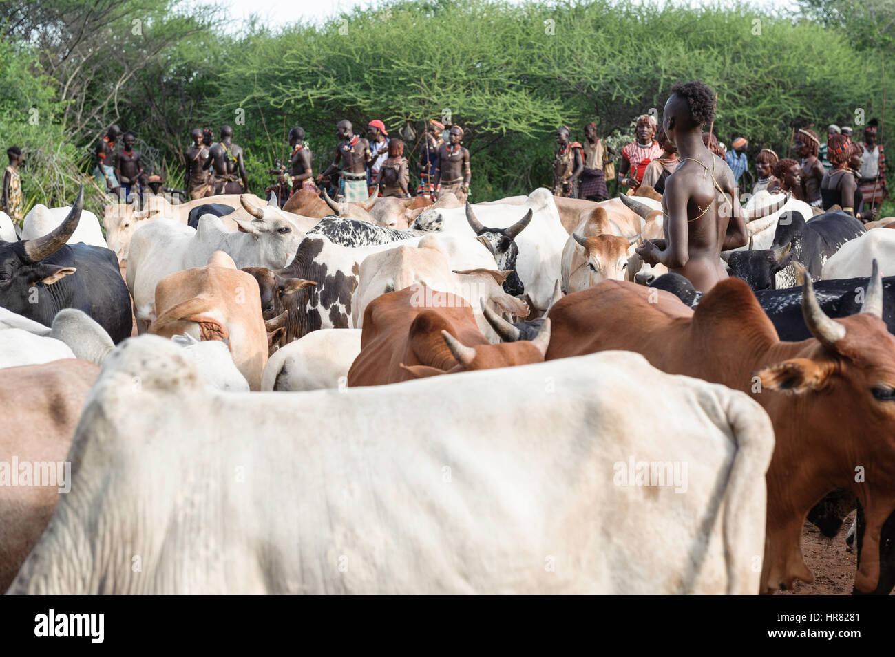 Gathering the cattle for a bull jumping ceremony. A rite of passage ...