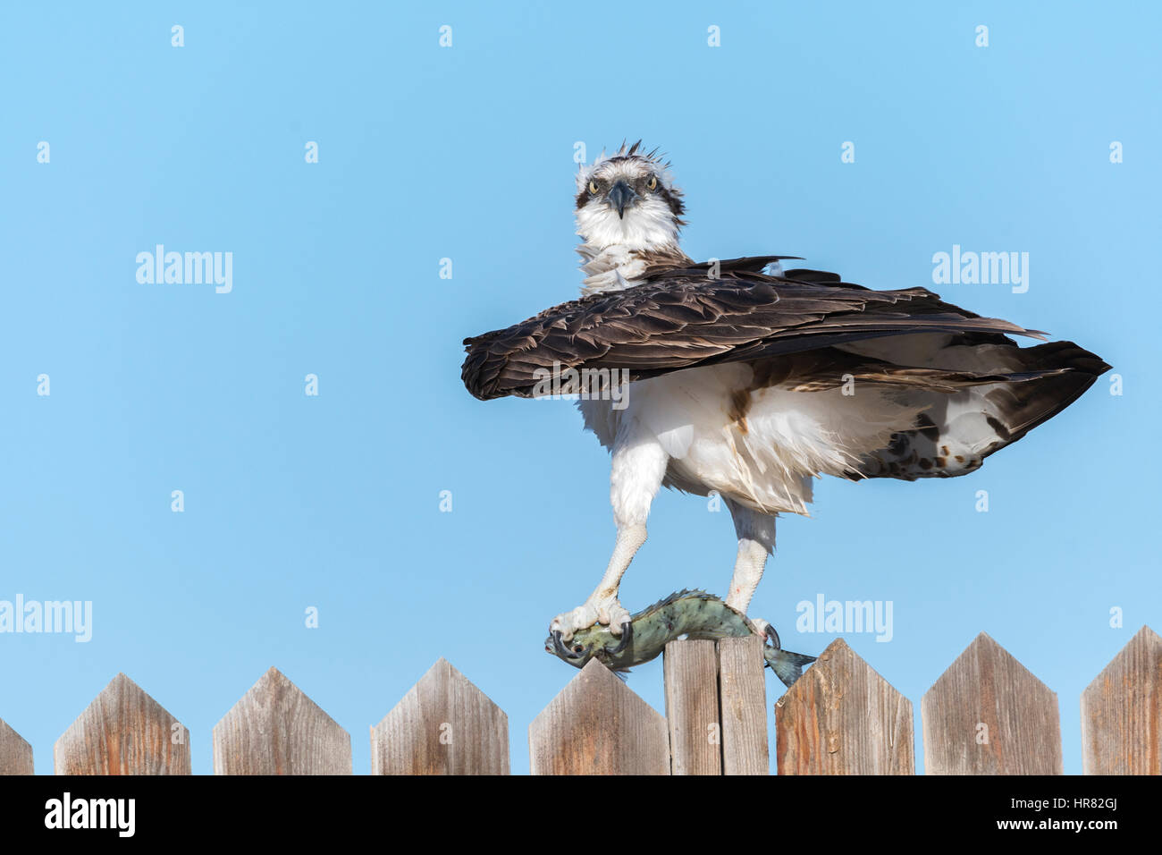 Osprey in breeding season Stock Photo - Alamy