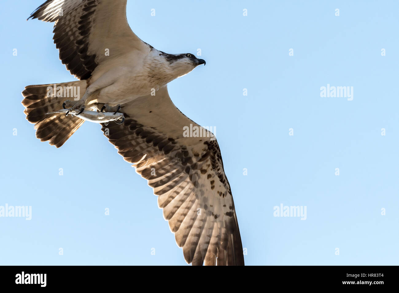Osprey in breeding season Stock Photo - Alamy
