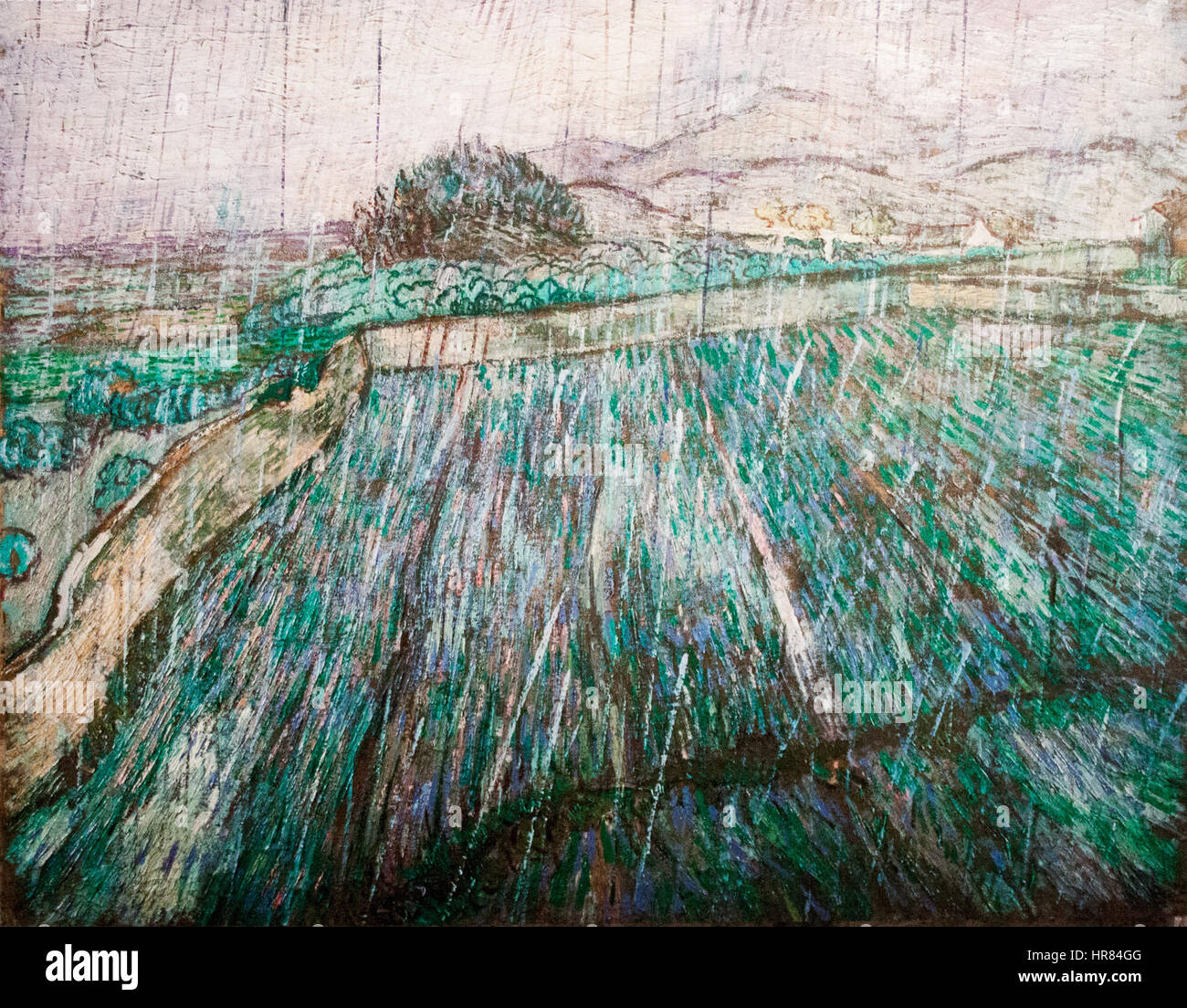 Wheat Field in Rain - My Dream Stock Photo - Alamy