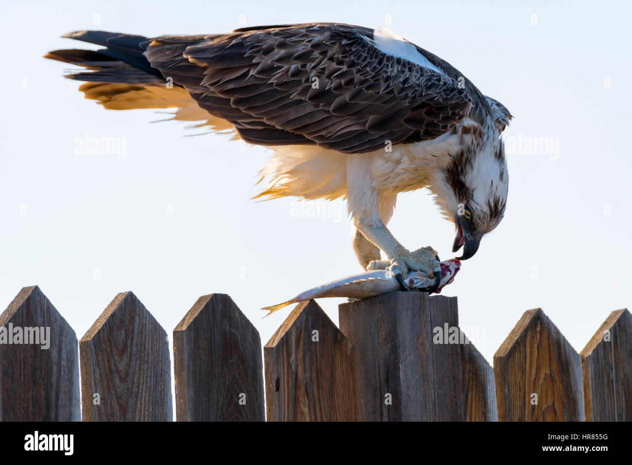 Osprey in breeding season Stock Photo - Alamy