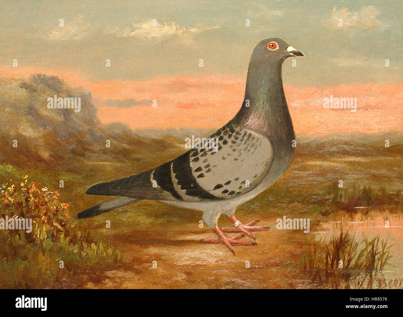 Wilhelm amandus beer hi-res stock photography and images - Alamy