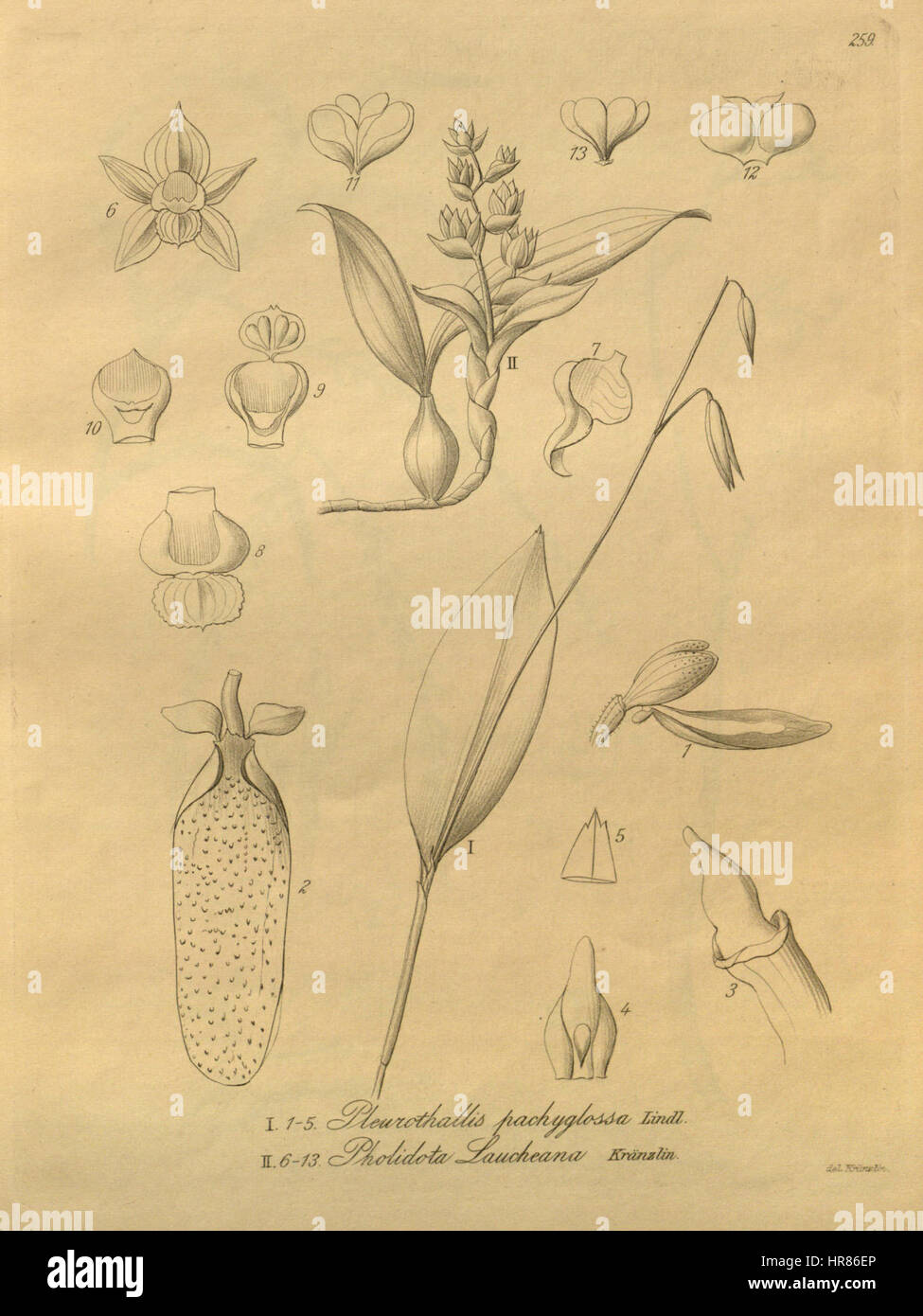 'Stelis pachyglossa' and 'Pholidota laucheana' are species of orchids ...