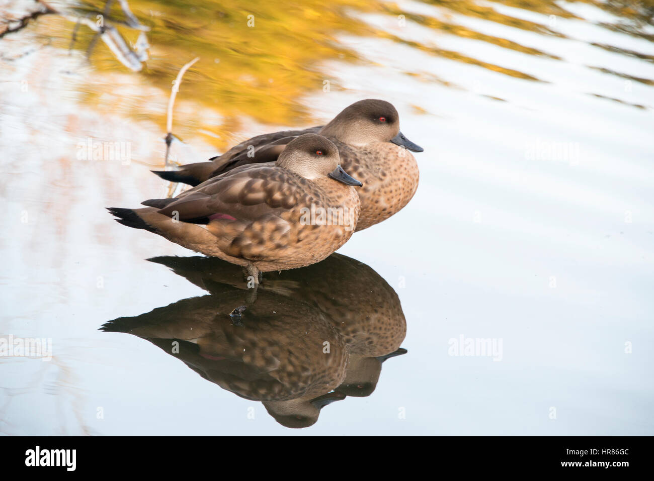 Two female chestnut teal ducks in shallow water in a zoo in England, UK ...