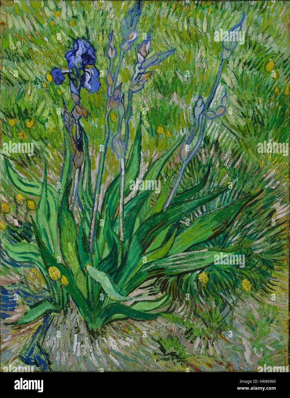 Van Gogh S Irises at Gertrude Murphy blog