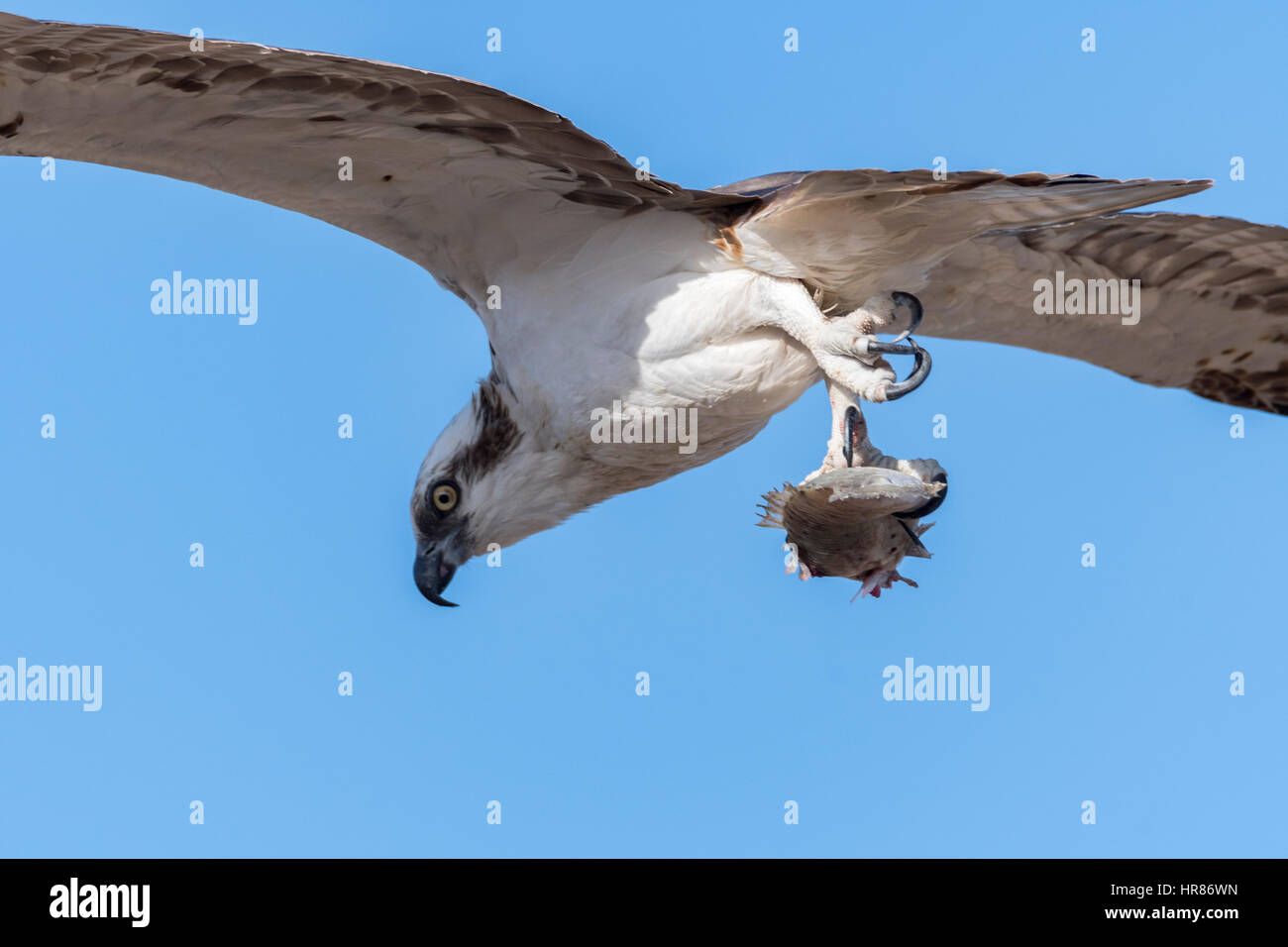 Osprey in breeding season Stock Photo - Alamy