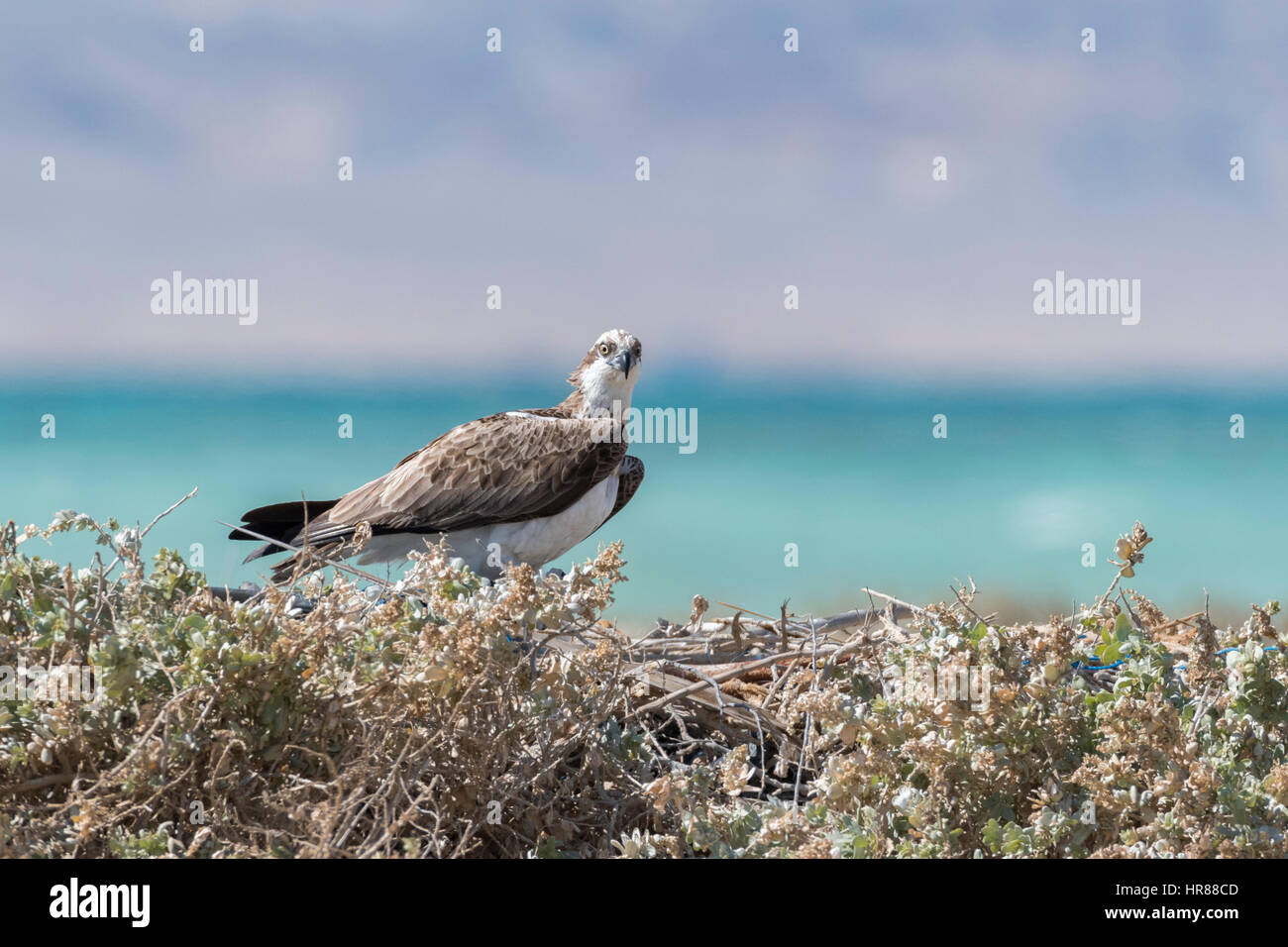 Osprey in breeding season Stock Photo - Alamy