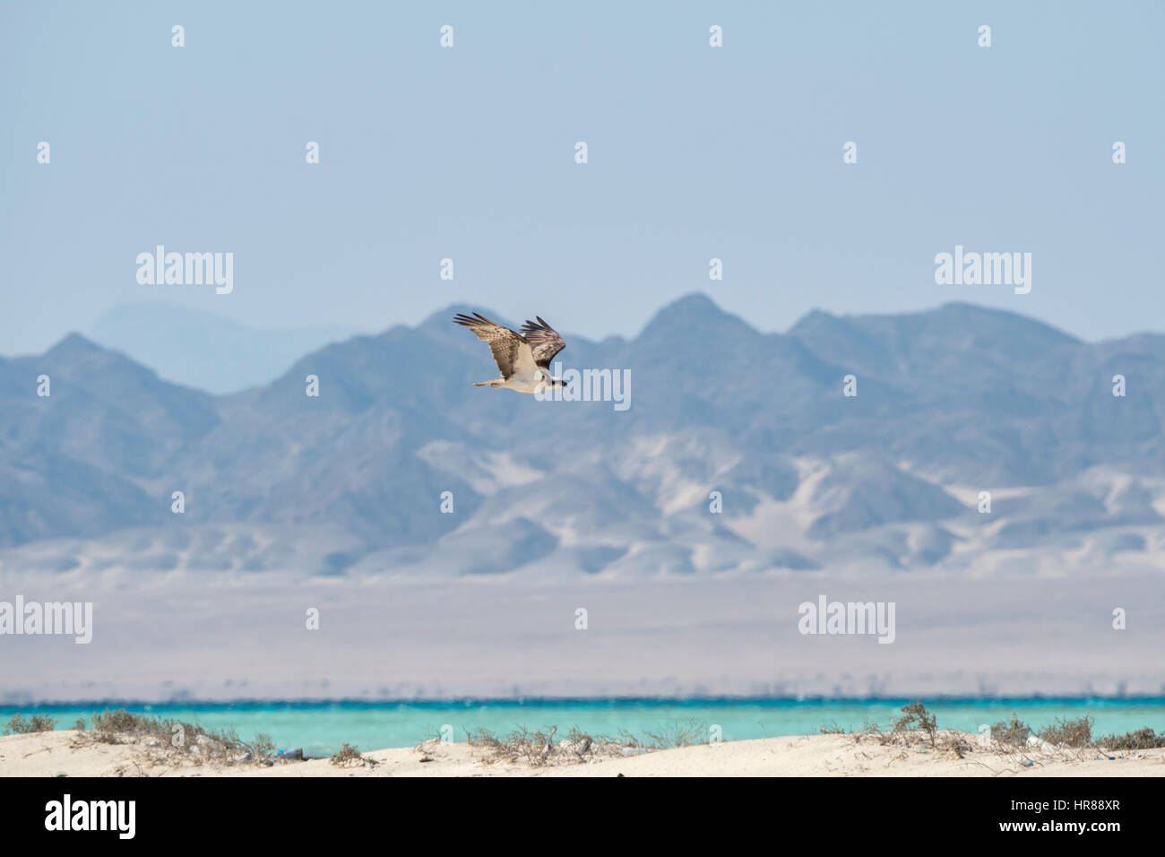 Osprey in breeding season Stock Photo - Alamy