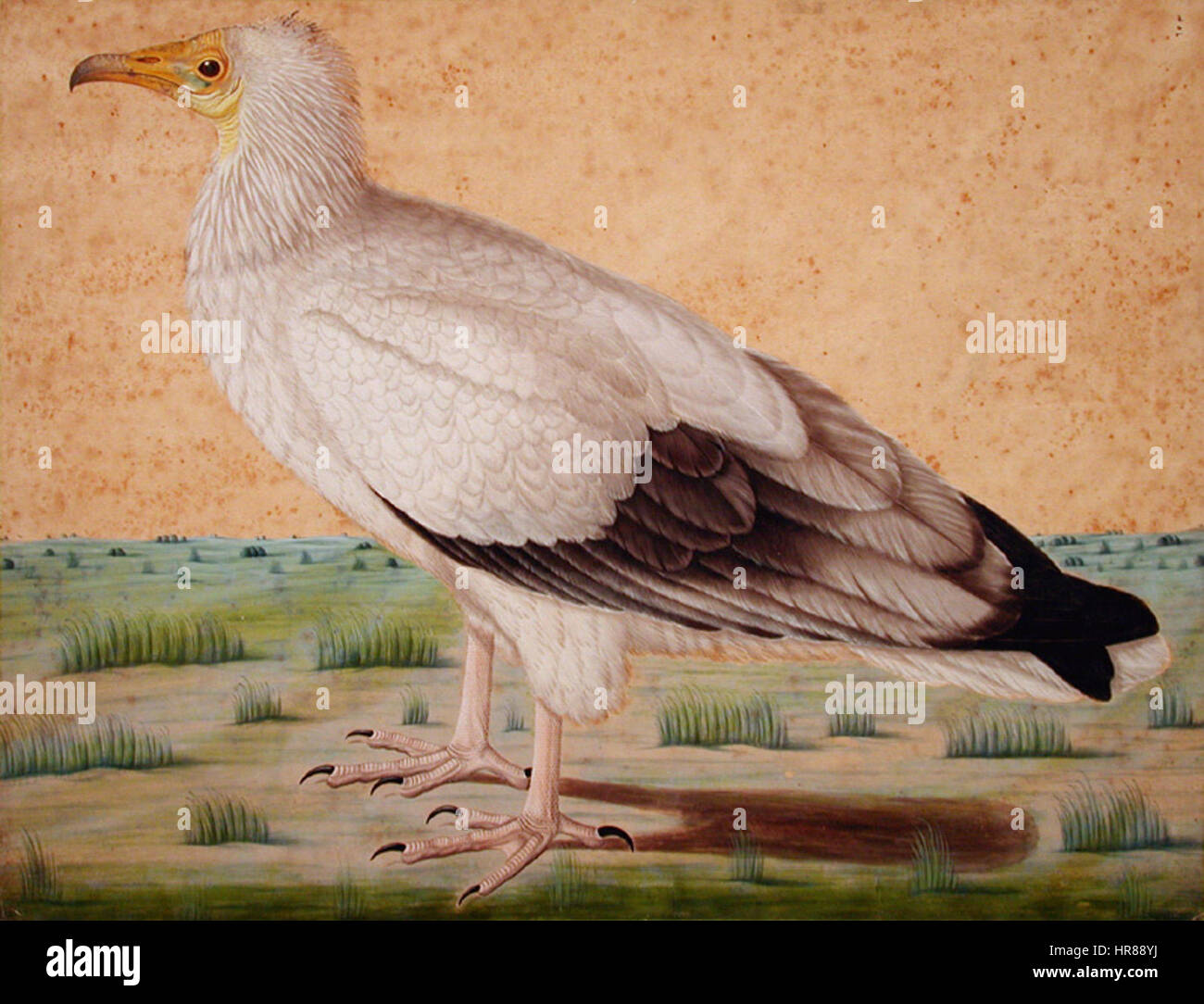 White vulture with black tail feathers standing on a grass tufted plain ...