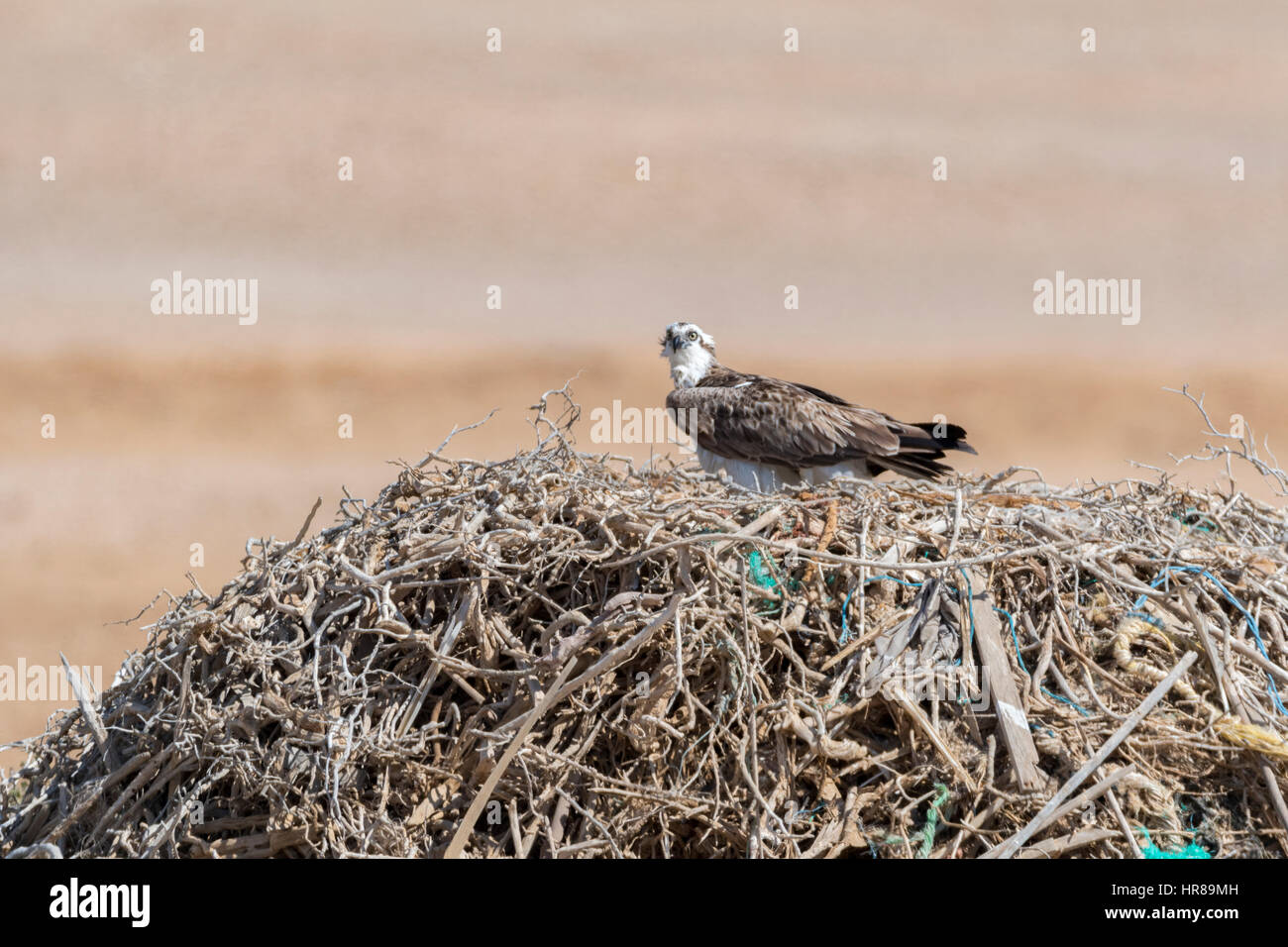 Osprey in breeding season Stock Photo - Alamy