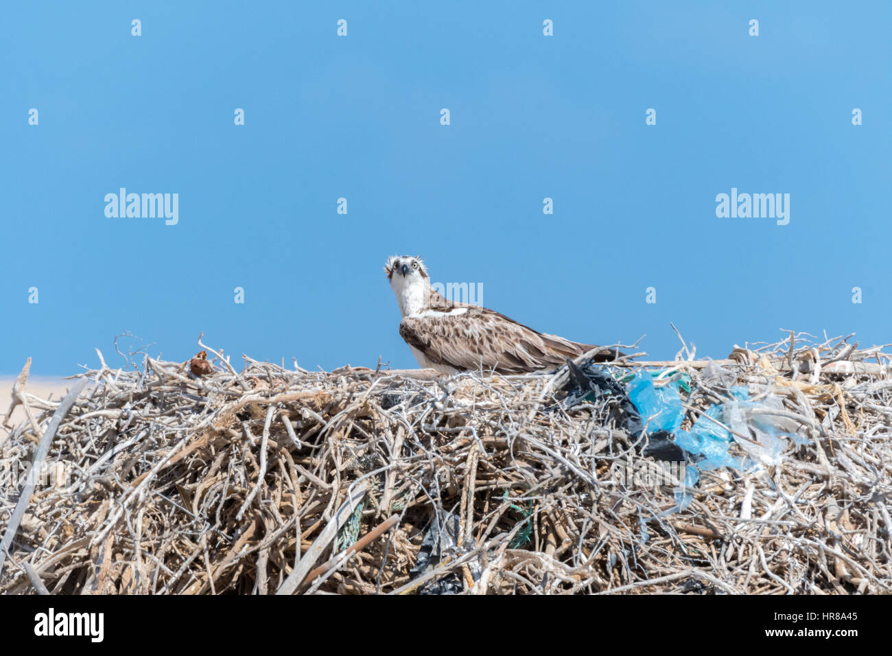 Osprey in breeding season Stock Photo - Alamy
