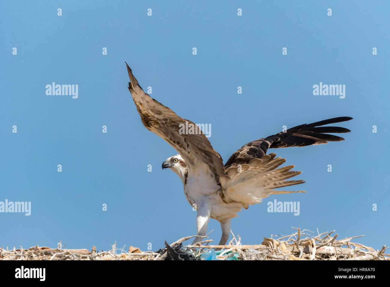 Osprey in breeding season Stock Photo - Alamy