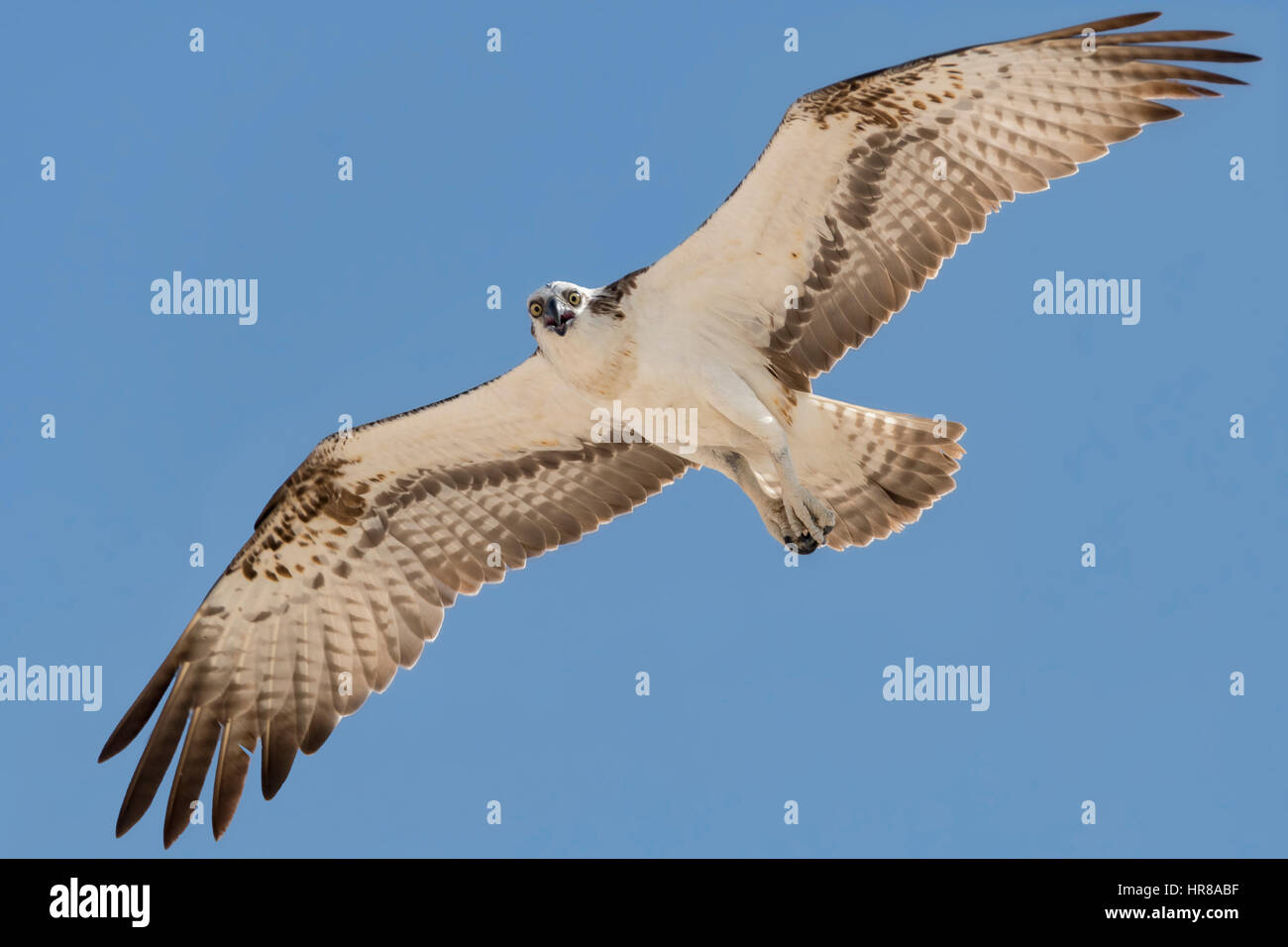 Osprey in breeding season Stock Photo - Alamy