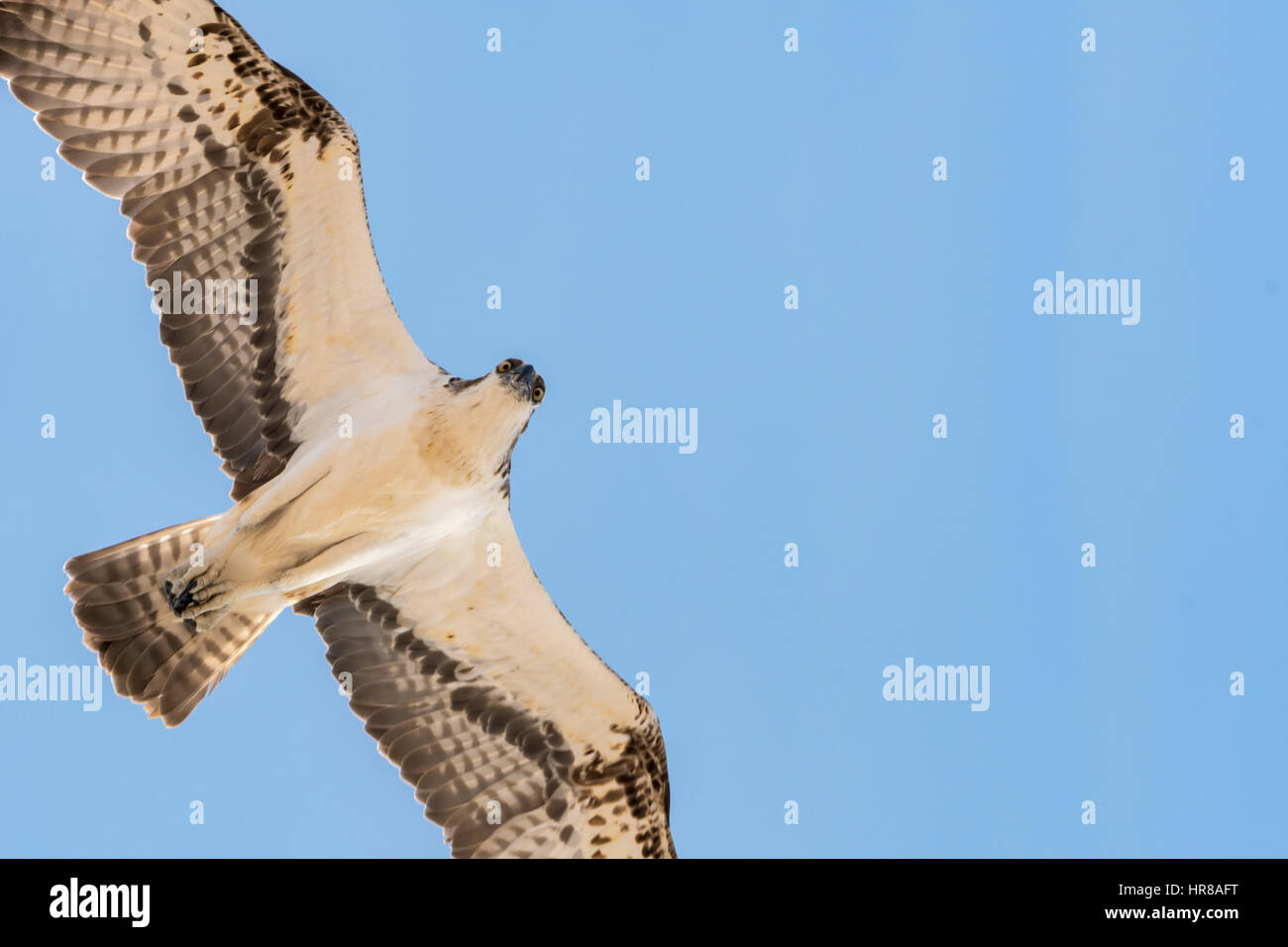Osprey in breeding season Stock Photo - Alamy