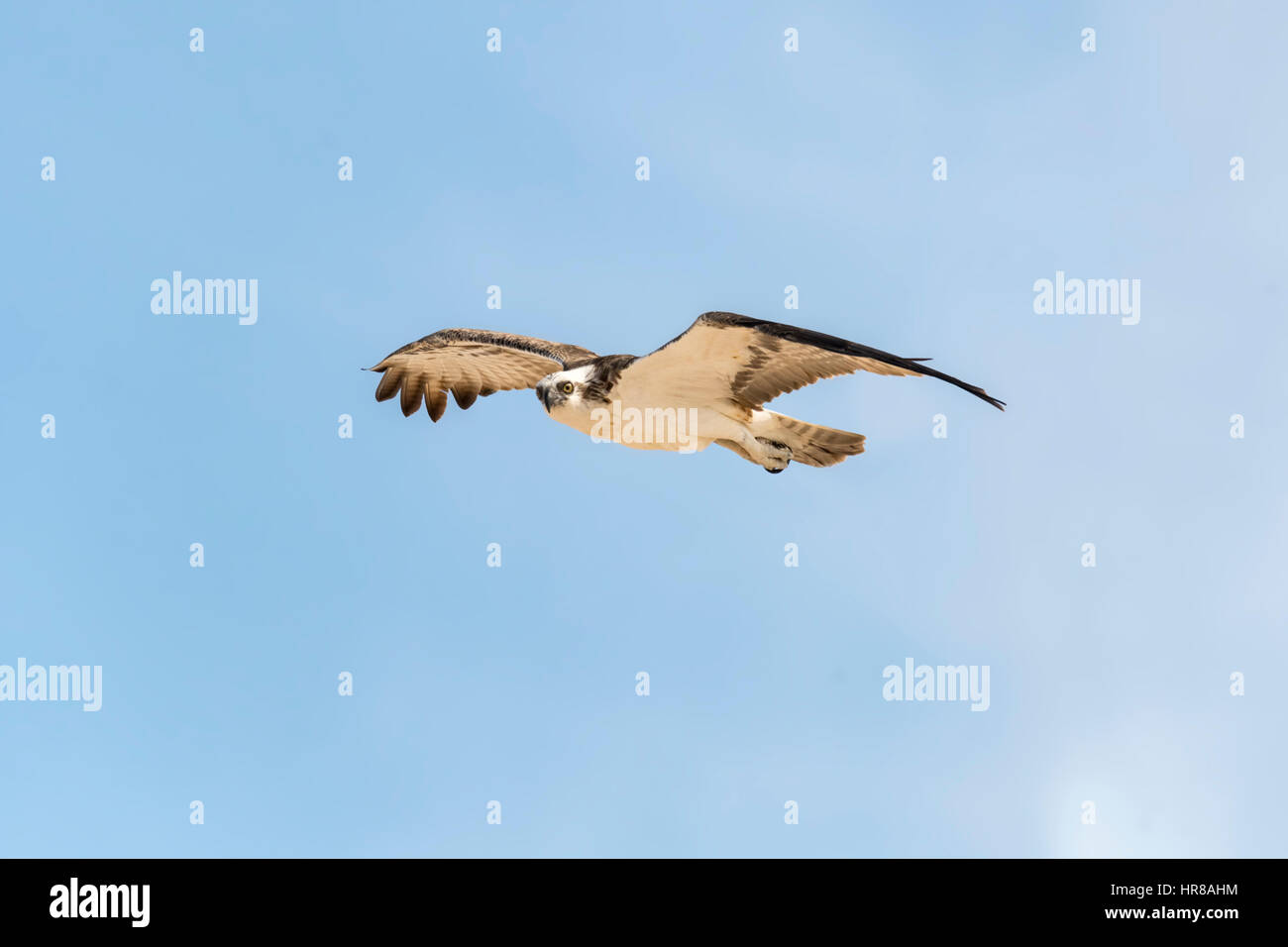 Osprey in breeding season Stock Photo - Alamy