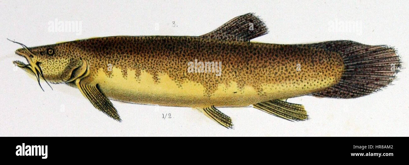 Punctatissimus hi-res stock photography and images - Alamy