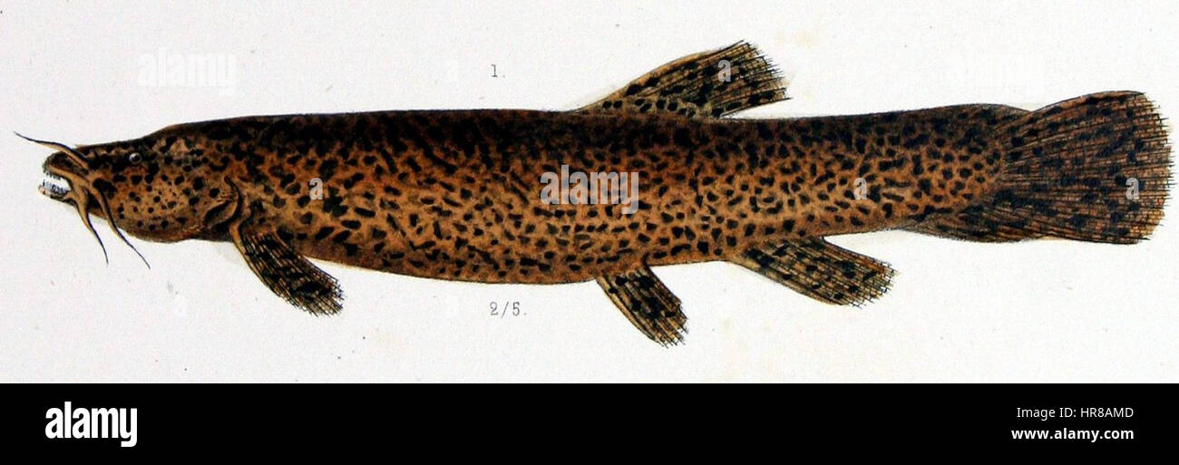 Catfish anatomy hi-res stock photography and images - Alamy