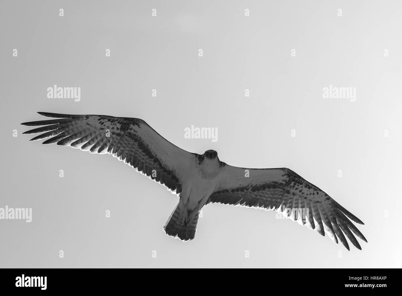 Breeding season Black and White Stock Photos & Images - Alamy