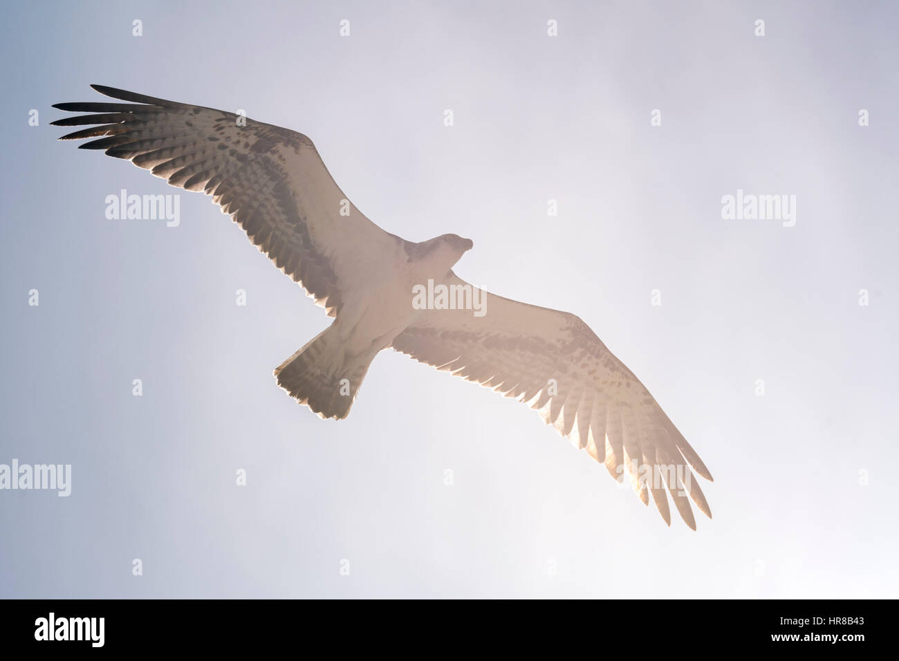 Osprey in breeding season Stock Photo - Alamy