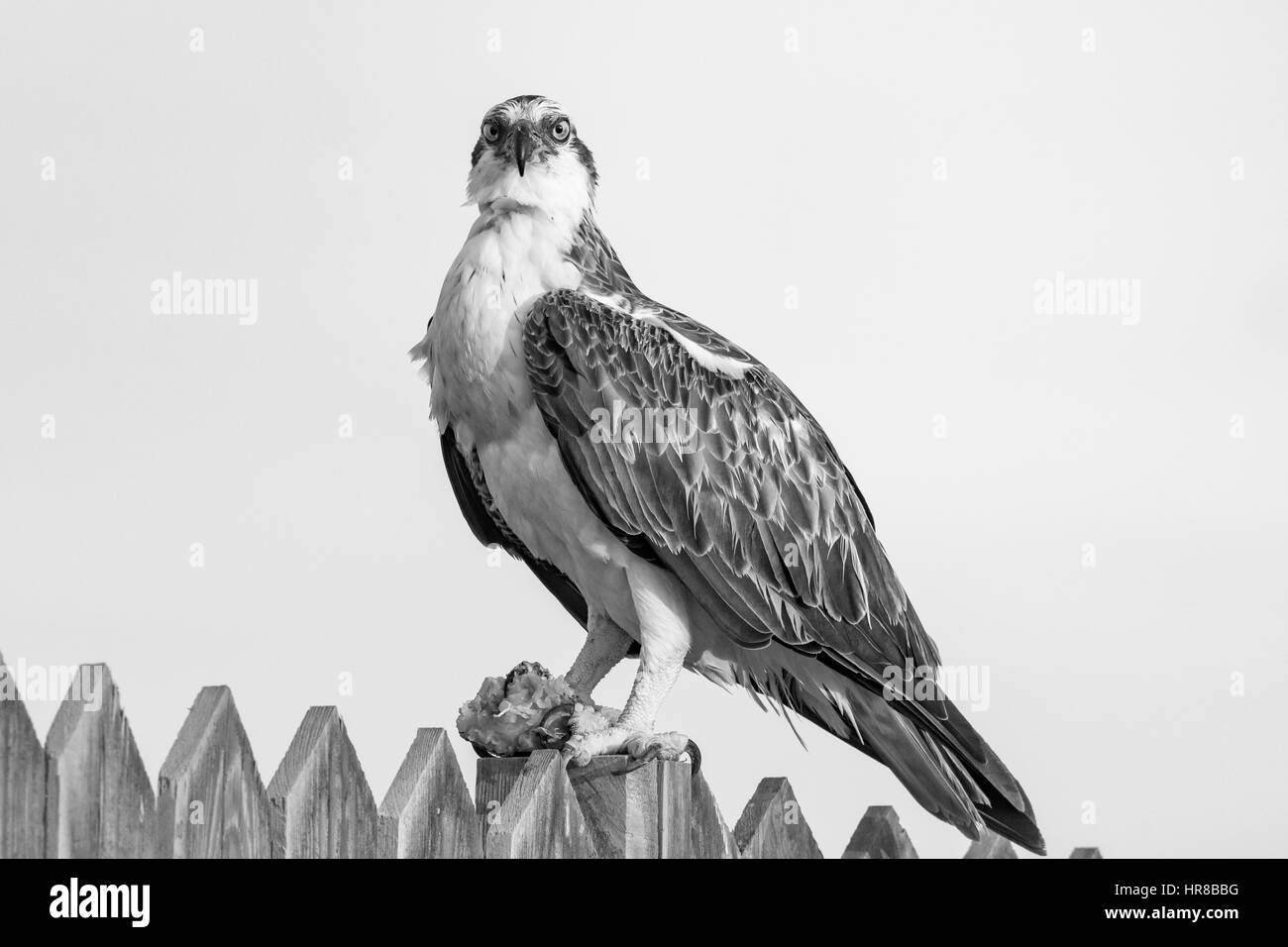 Breeding season Black and White Stock Photos & Images - Alamy