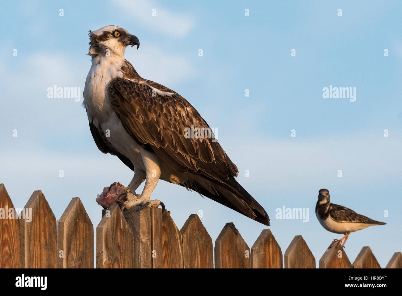 Osprey in breeding season Stock Photo - Alamy