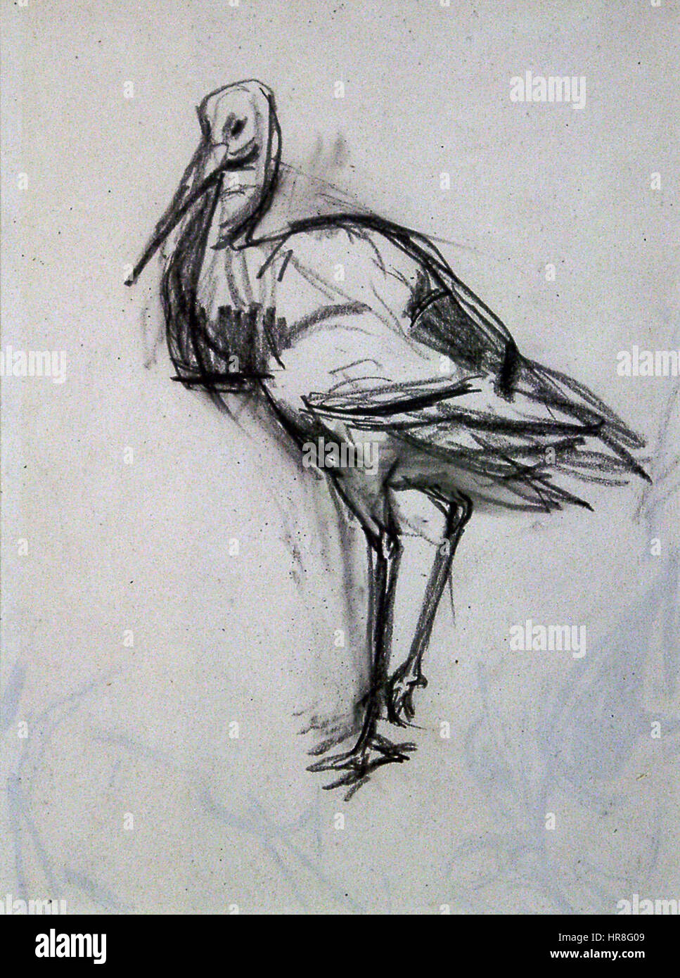 Drawing of the stork hi-res stock photography and images - Alamy