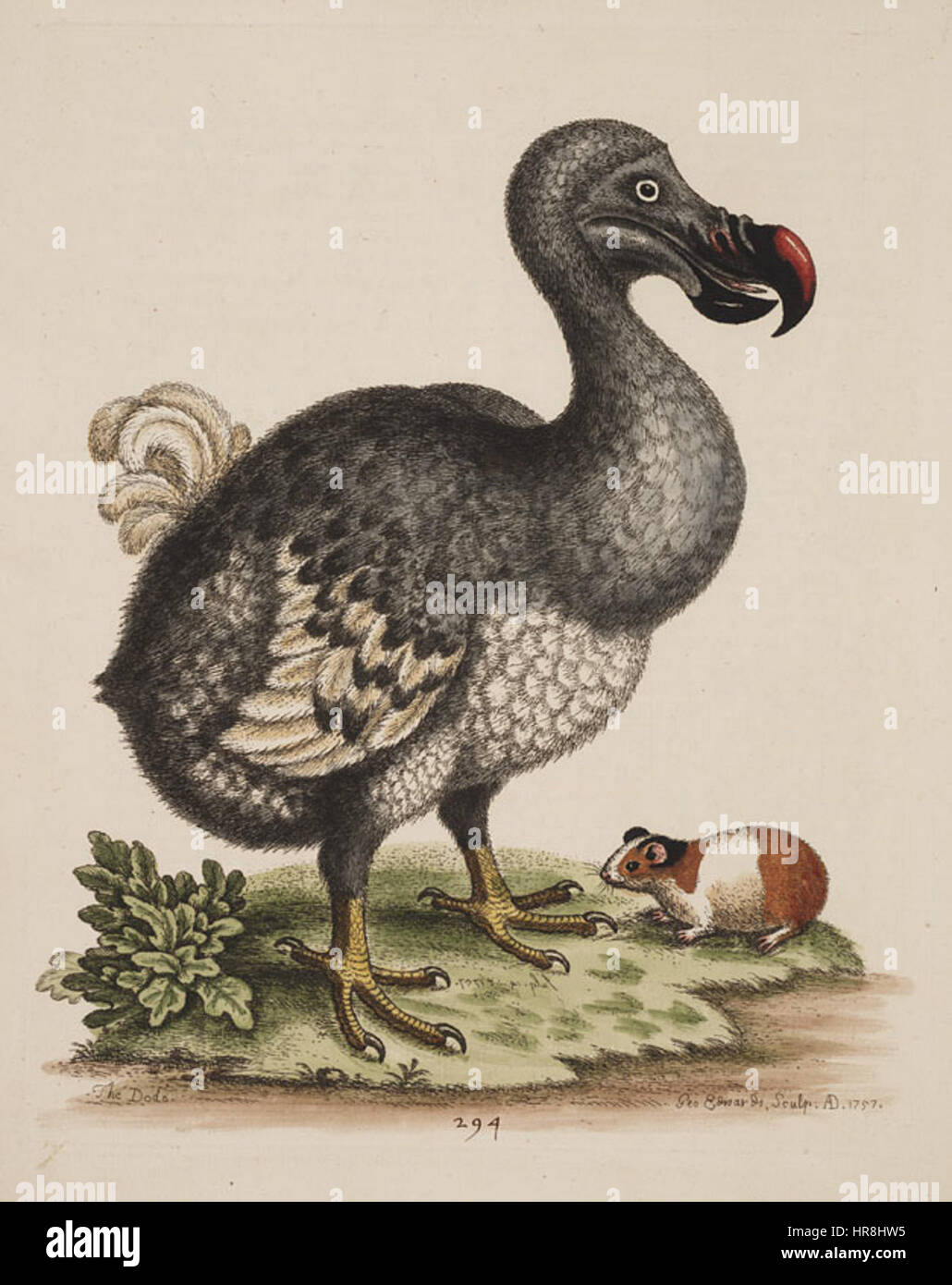 The Dodo and the Guiney pig Stock Photo - Alamy