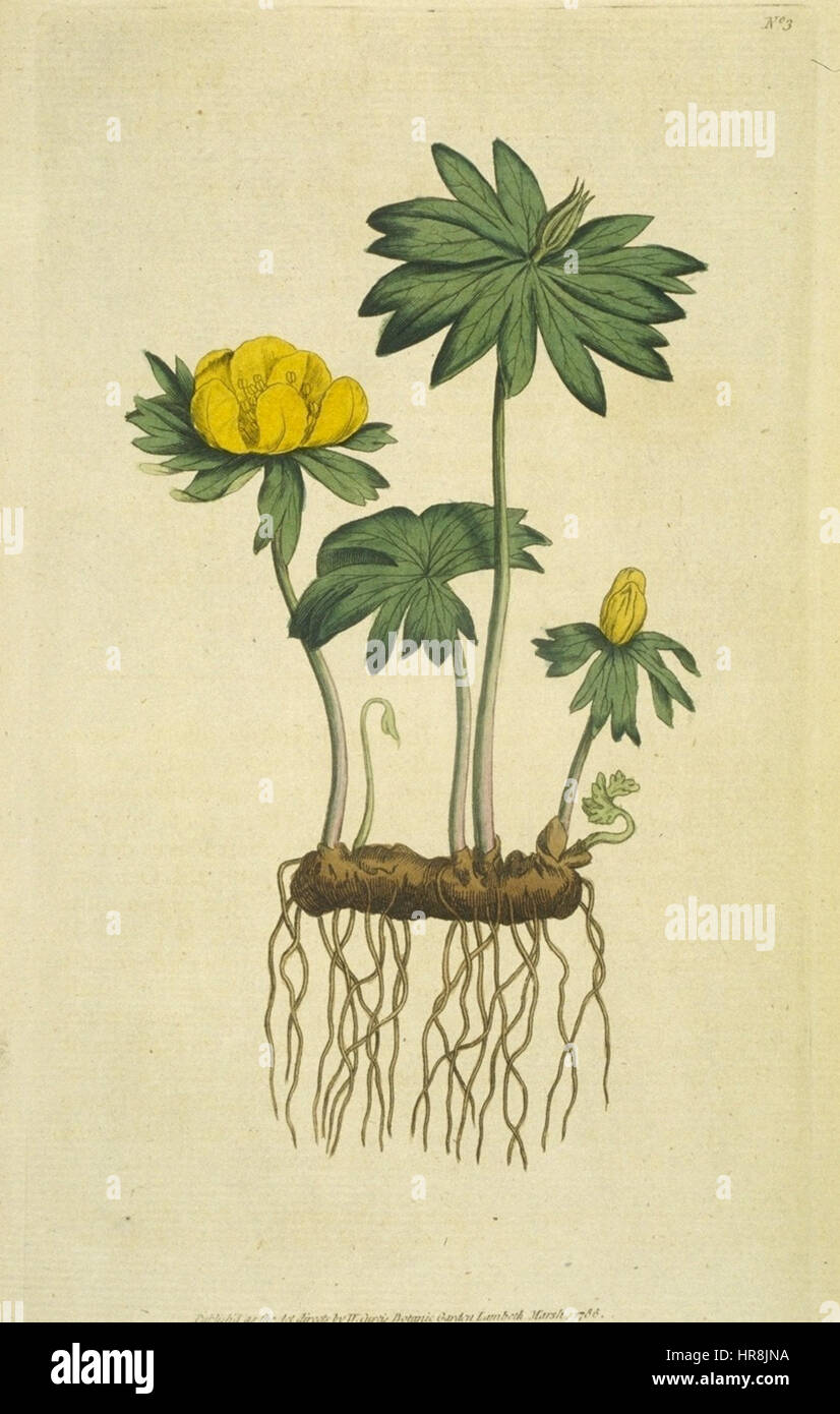 The Botanical Magazine-Vol I Pl. 3 Stock Photo - Alamy