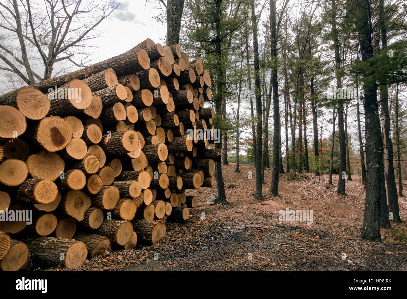 Logging site hi-res stock photography and images - Alamy
