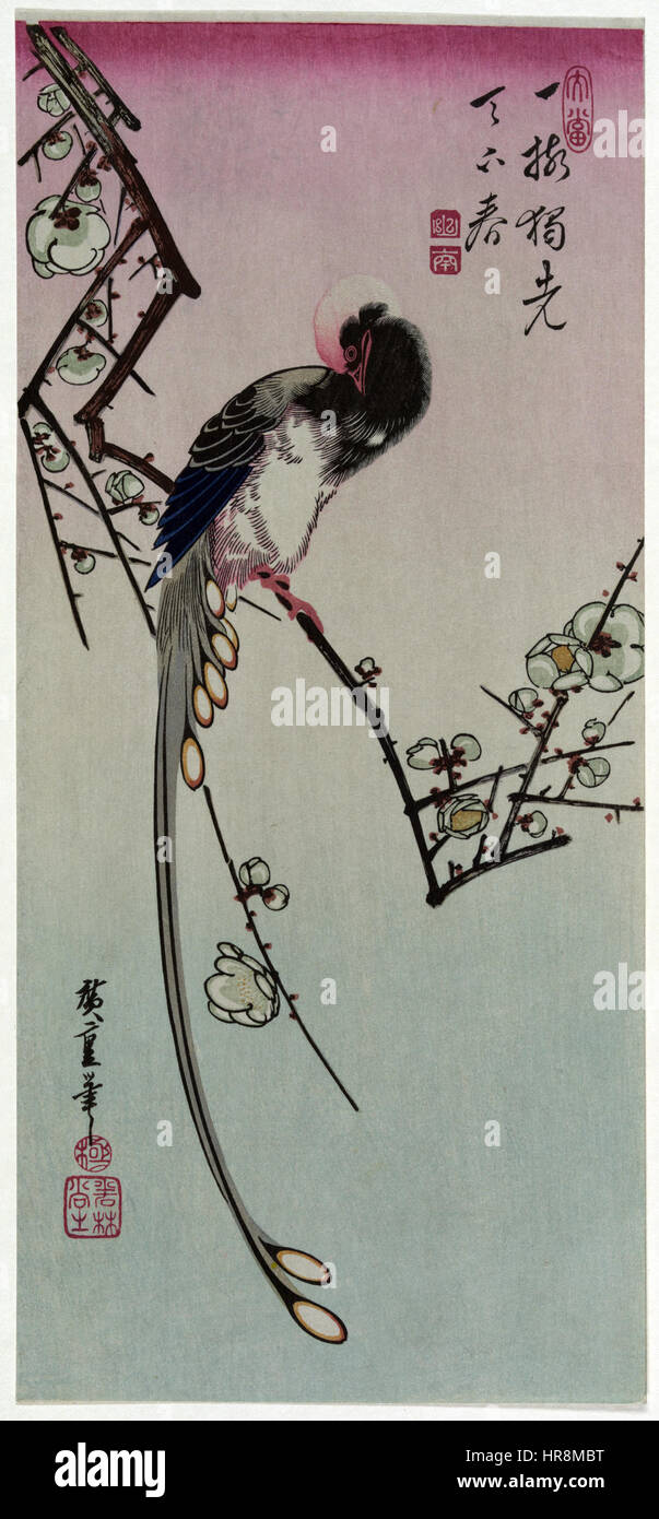 Peacock art hi-res stock photography and images - Alamy