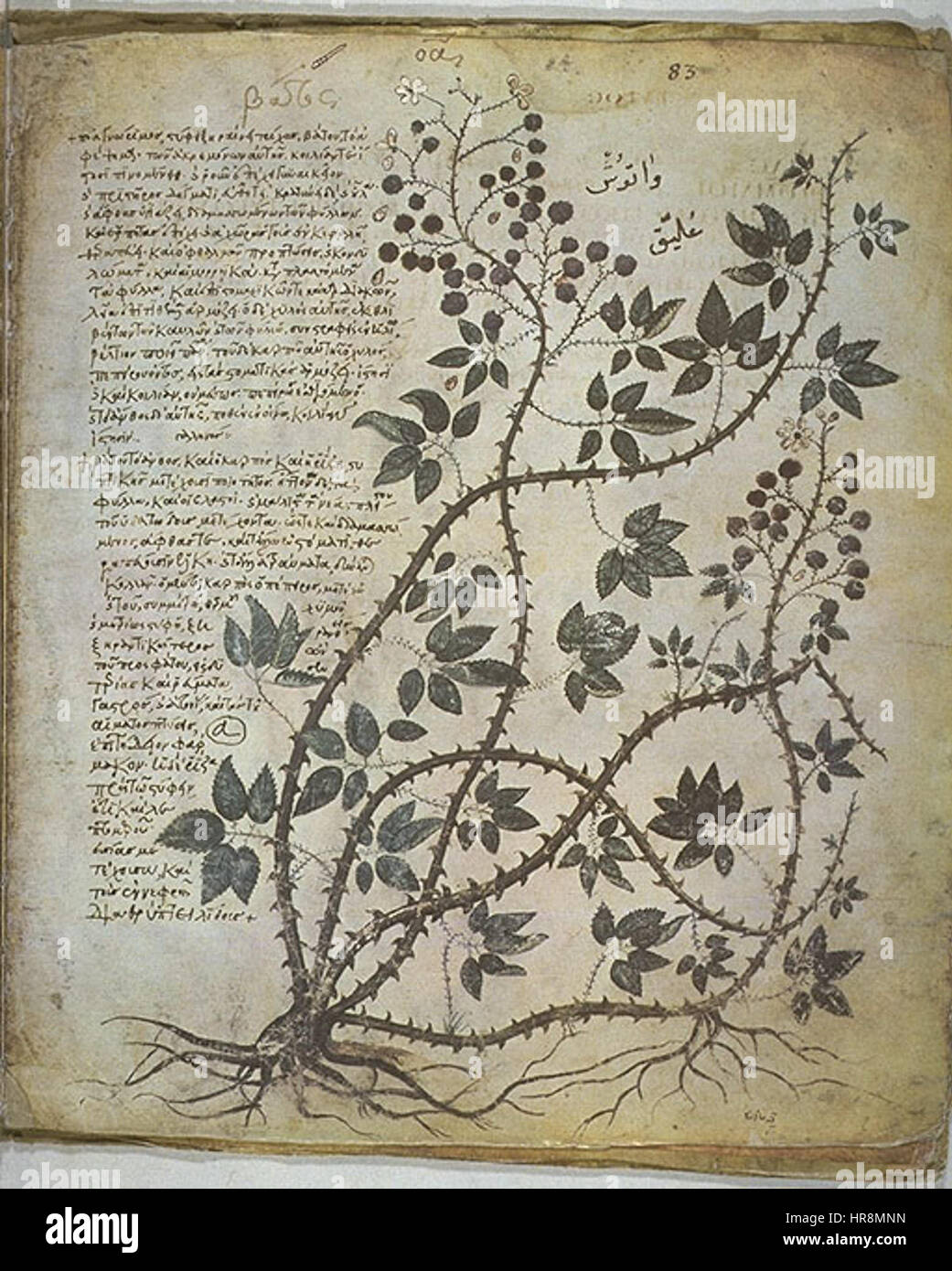 Plant manuscript hi-res stock photography and images - Alamy